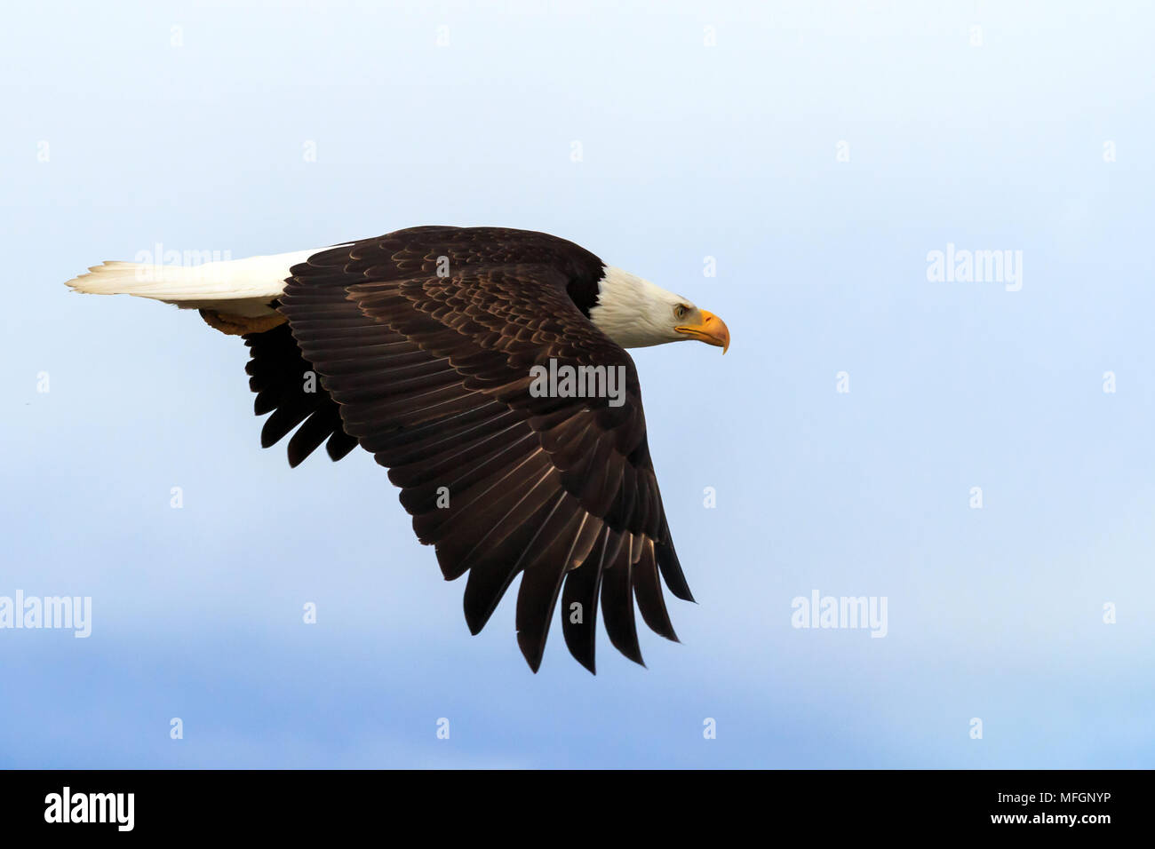 Bald eagle flying close up hi-res stock photography and images - Alamy
