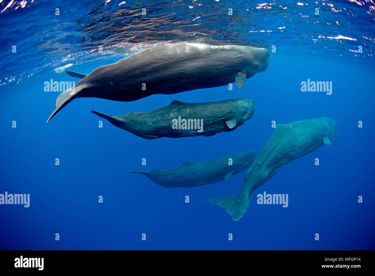 Pod of sperm whale, Physeter macrocephalus, Vulnerable (IUCN), Dominica, Caribbean Sea, Atlantic ...