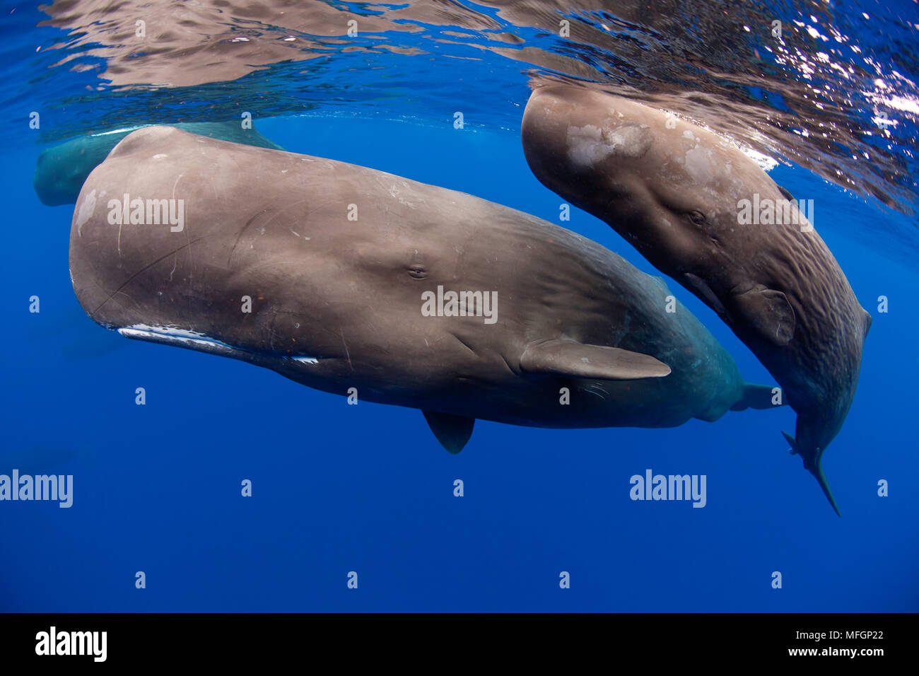 Mother and calf sperm whale, Physeter macrocephalus, Vulnerable (IUCN), Dominica, Caribbean Sea ...