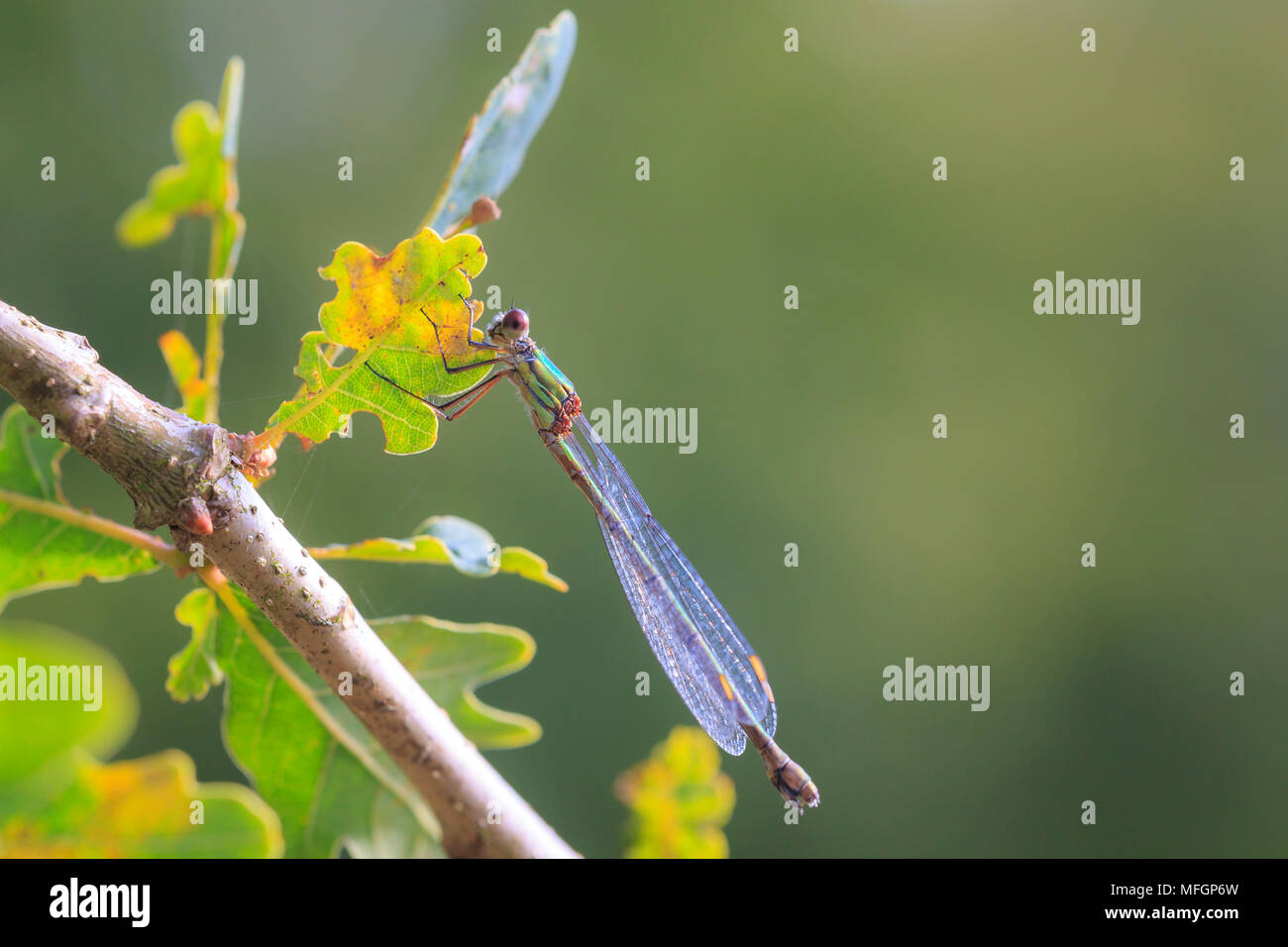Detail closeup of a western willow emerald damselfly, Chalcolestes ...