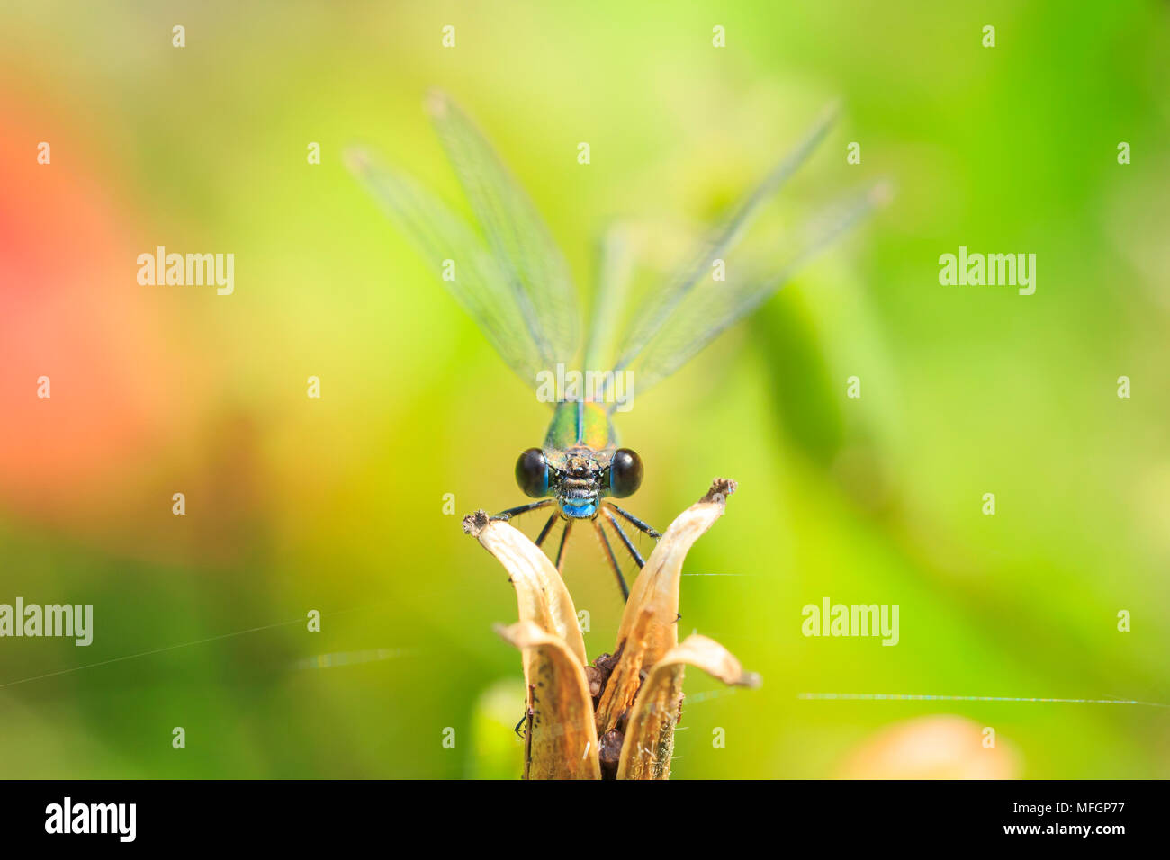 Detail closeup of a western willow emerald damselfly, Chalcolestes ...