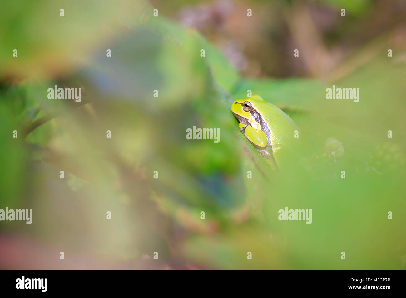 Endangered tree frog hi-res stock photography and images - Alamy