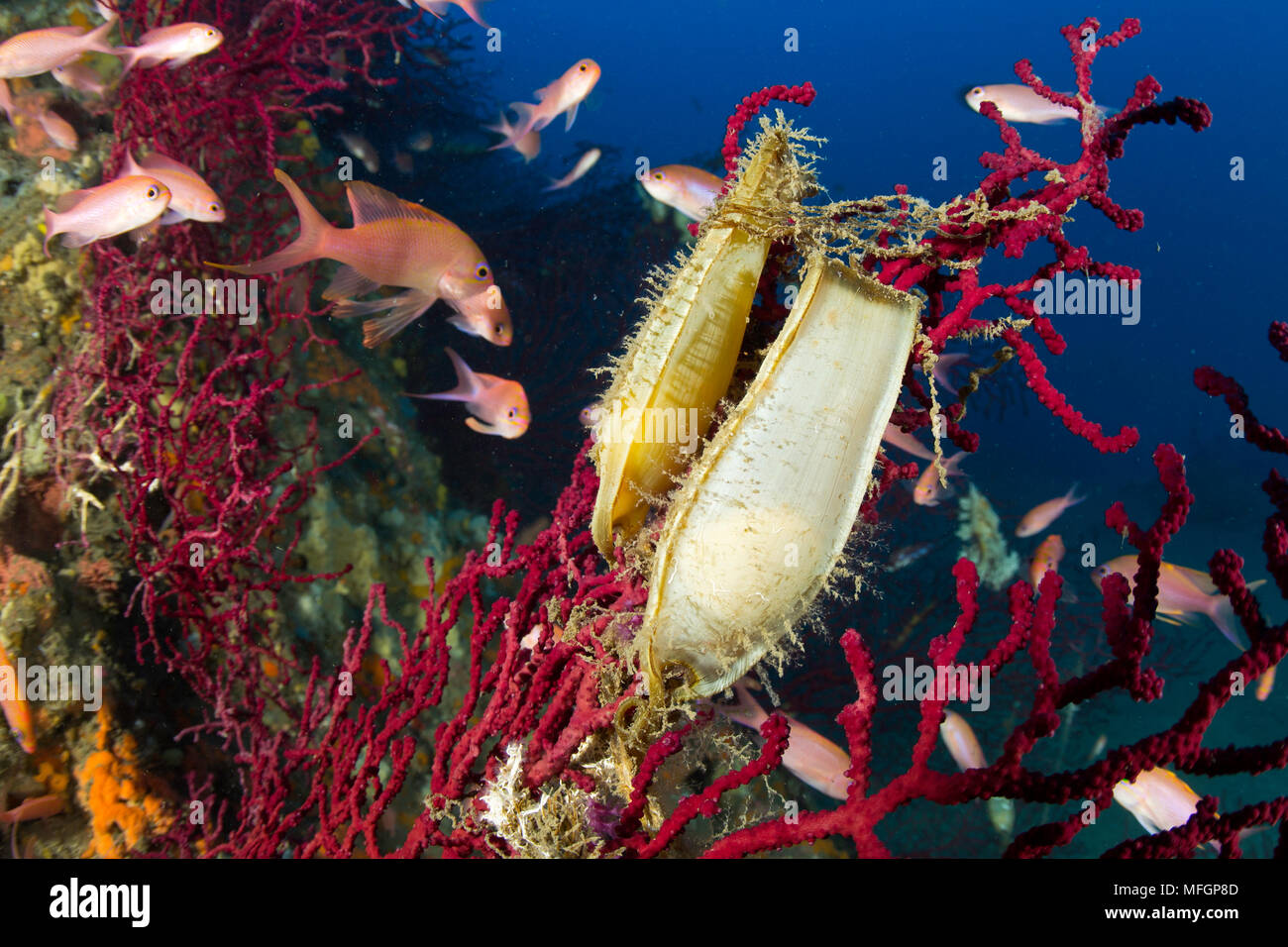 coral-catshark-egg