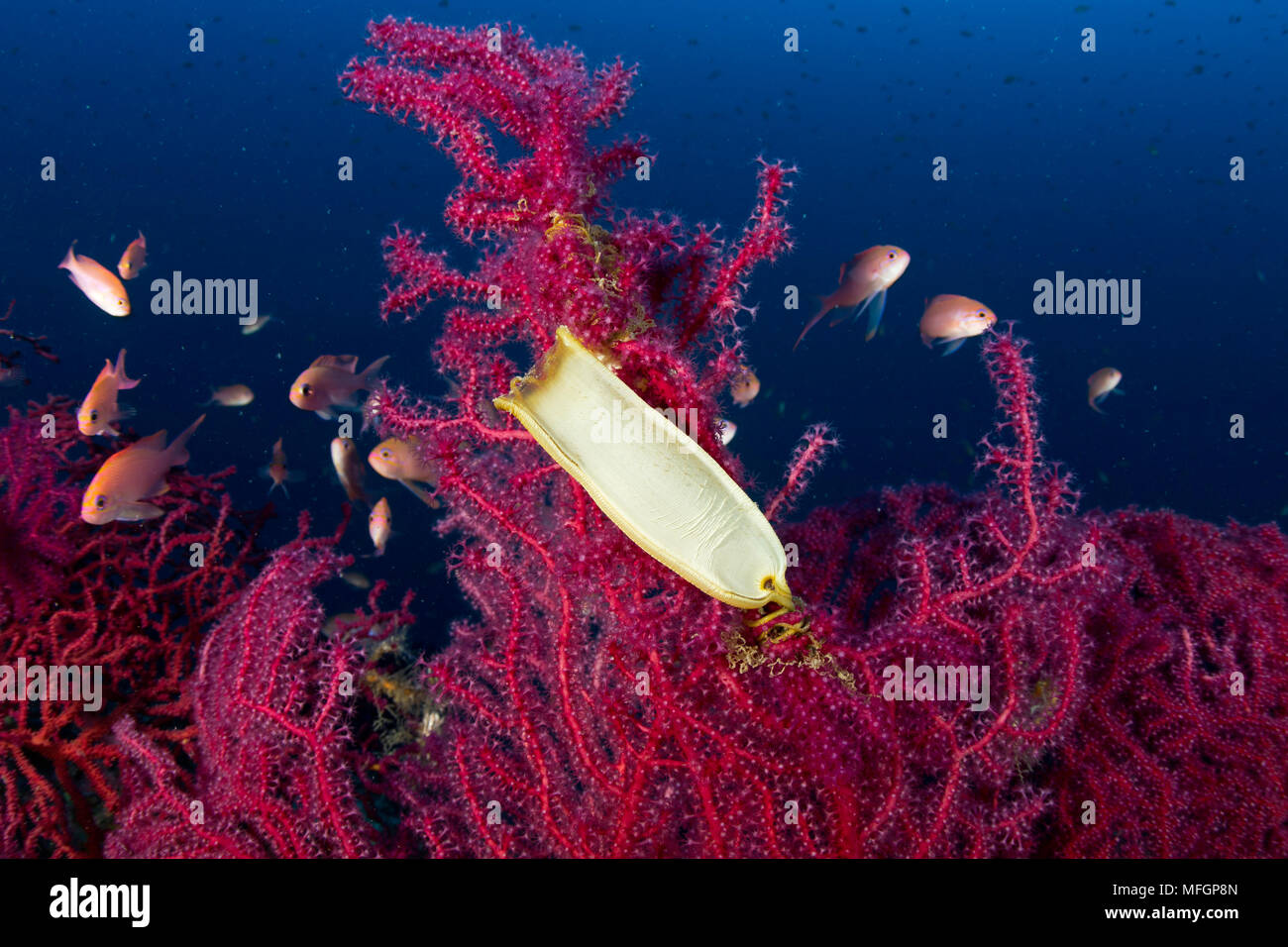 Coral Catshark Egg Coral Catshark Egg