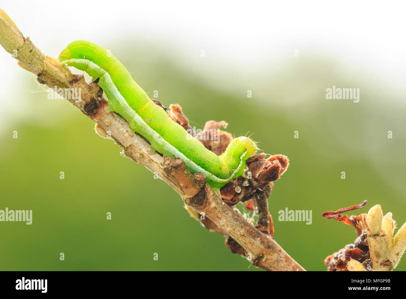 Angle shades caterpillar hi-res stock photography and images - Alamy