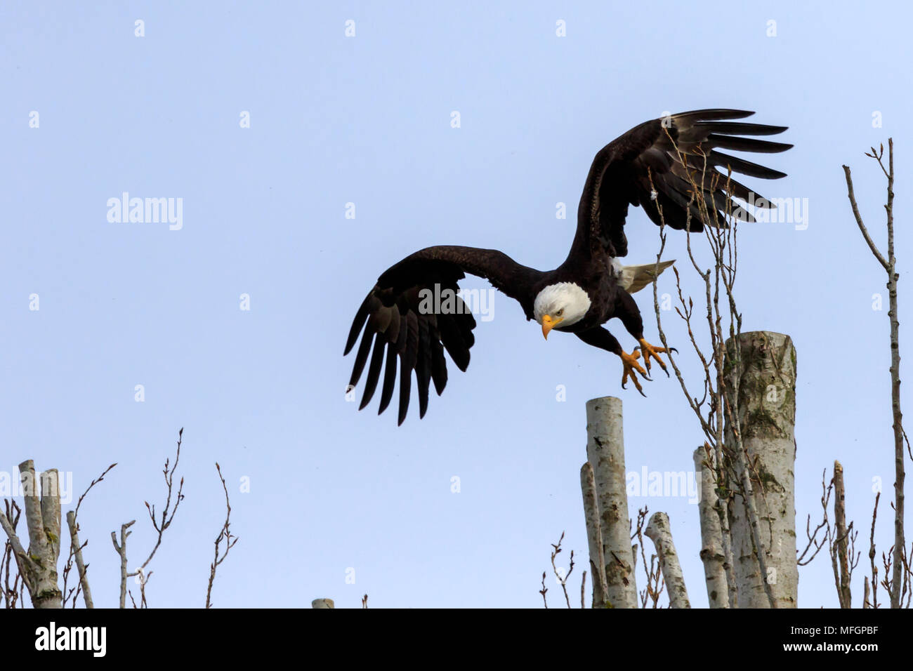 Bald eagle landing on branch hi-res stock photography and images - Alamy