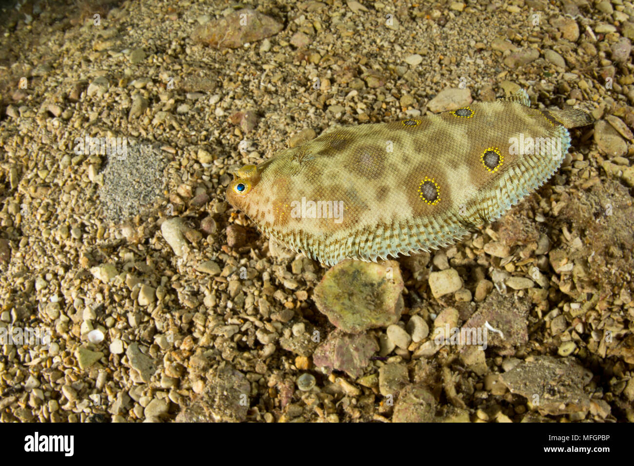 Microchirus ocellatus hi-res stock photography and images - Alamy