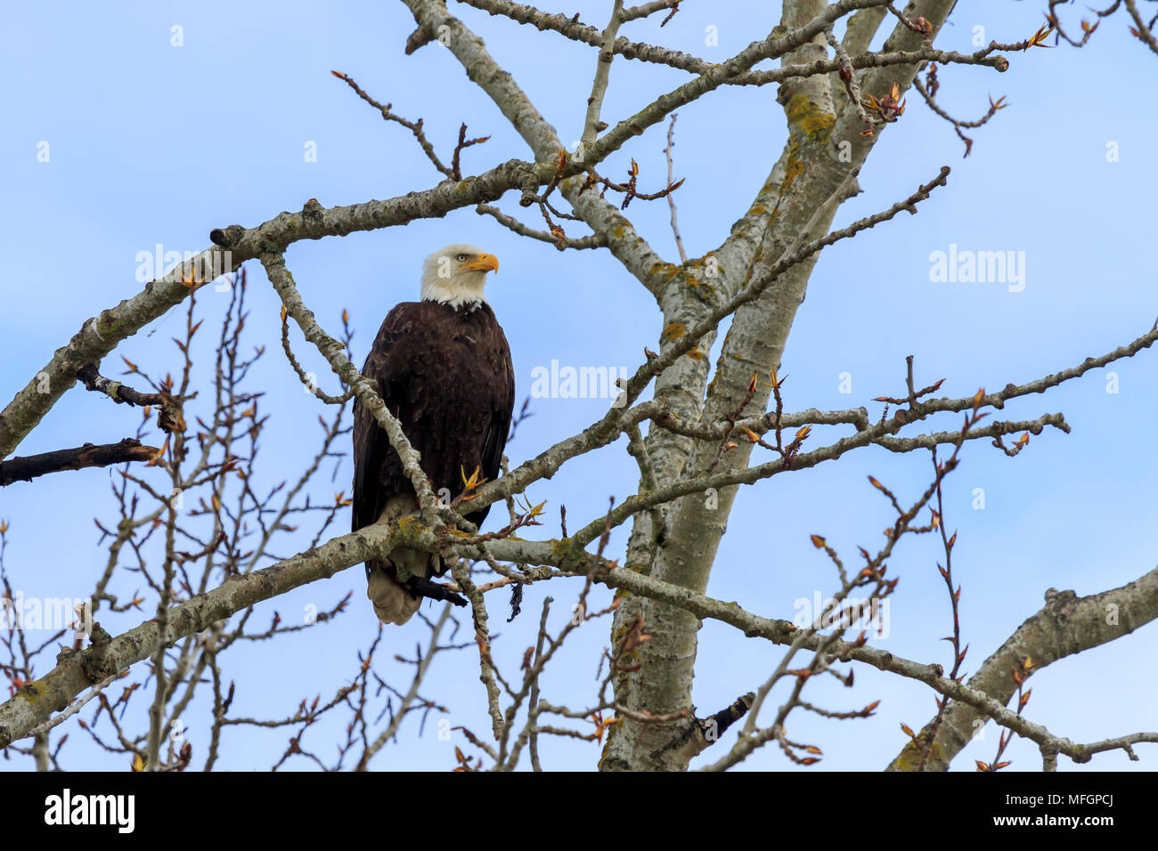 Bald Eagle perched on a tree branch Stock Photo - Alamy
