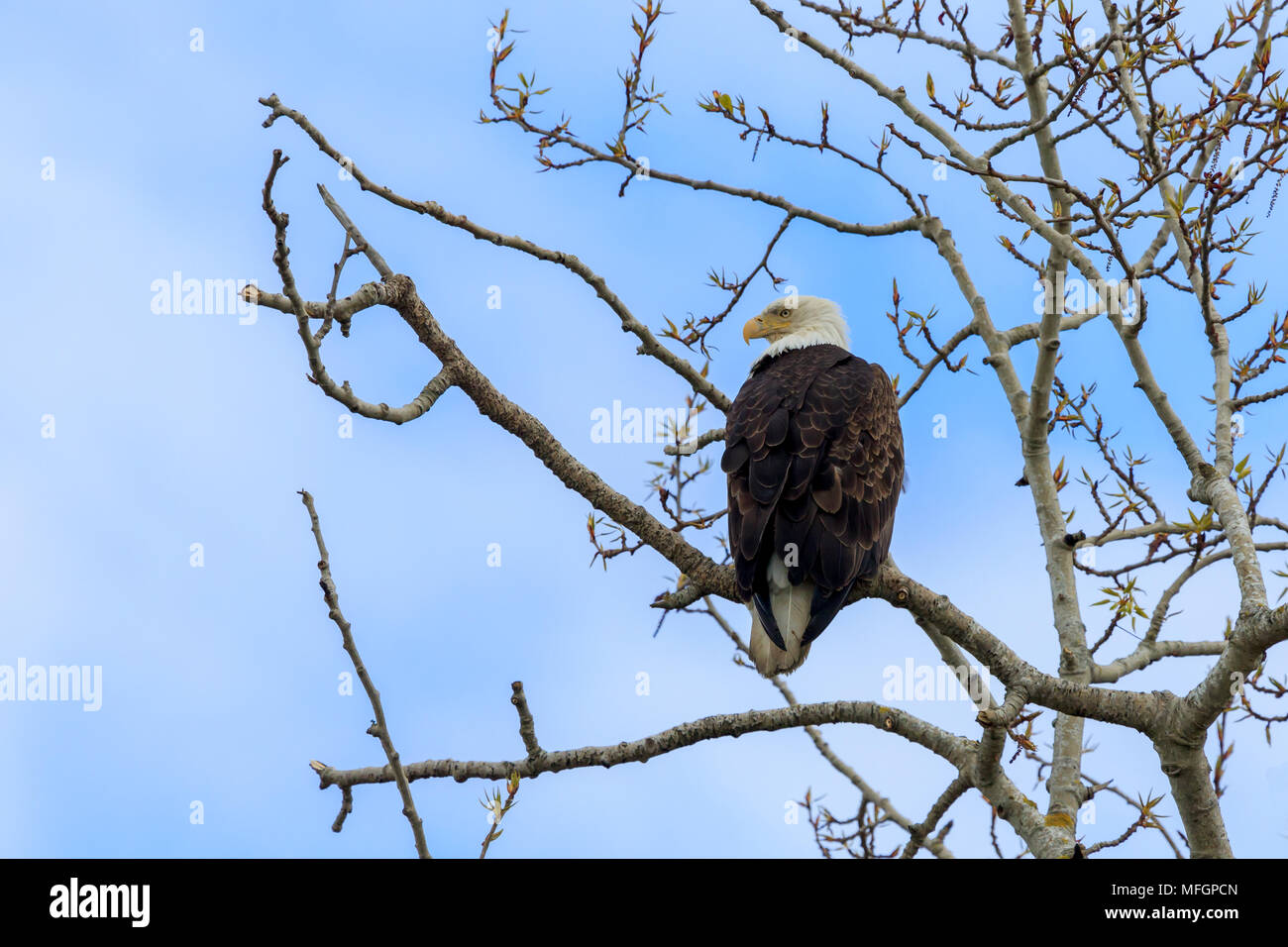 Bald Eagle perched on a tree branch Stock Photo - Alamy