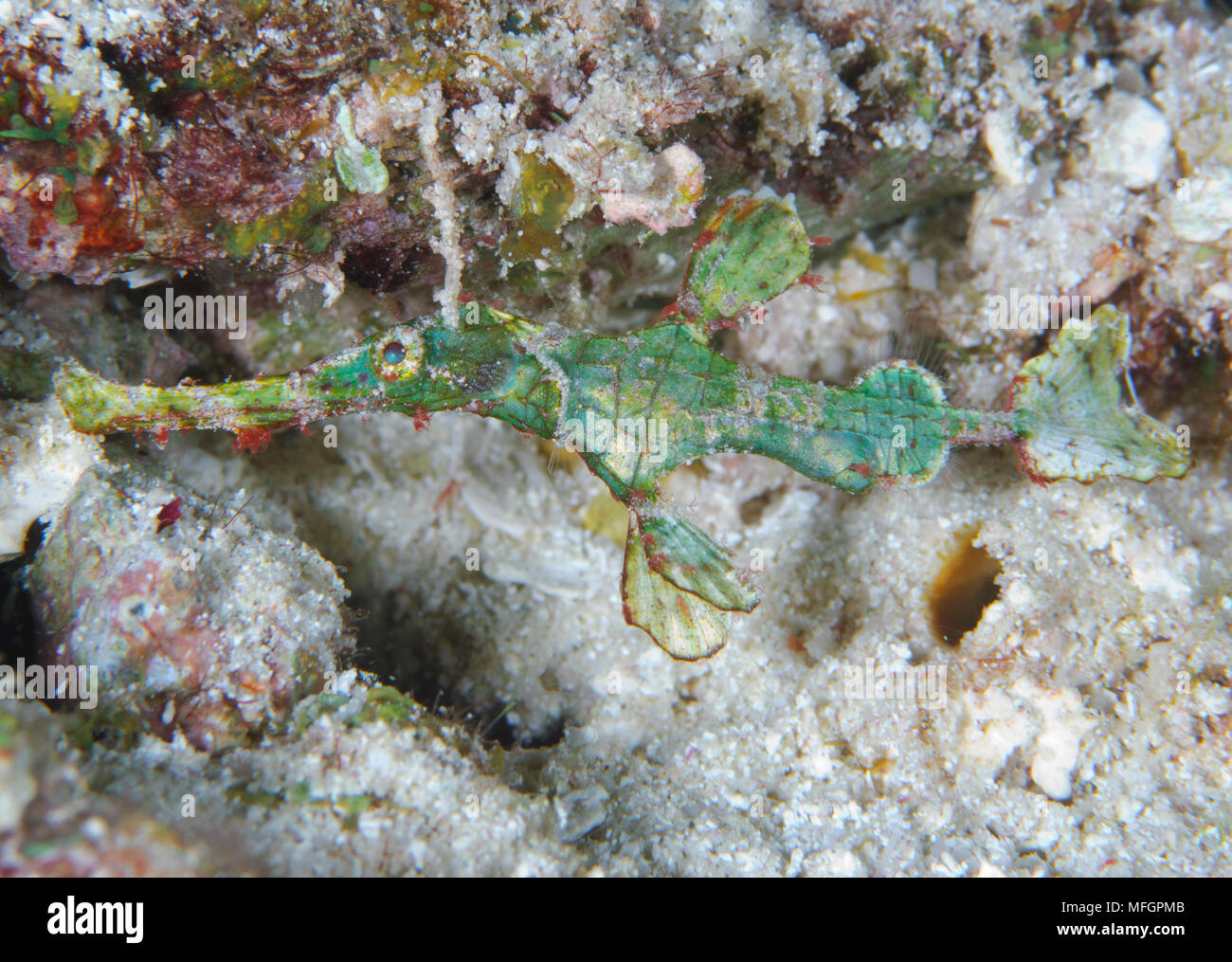 Algae beds hi-res stock photography and images - Alamy