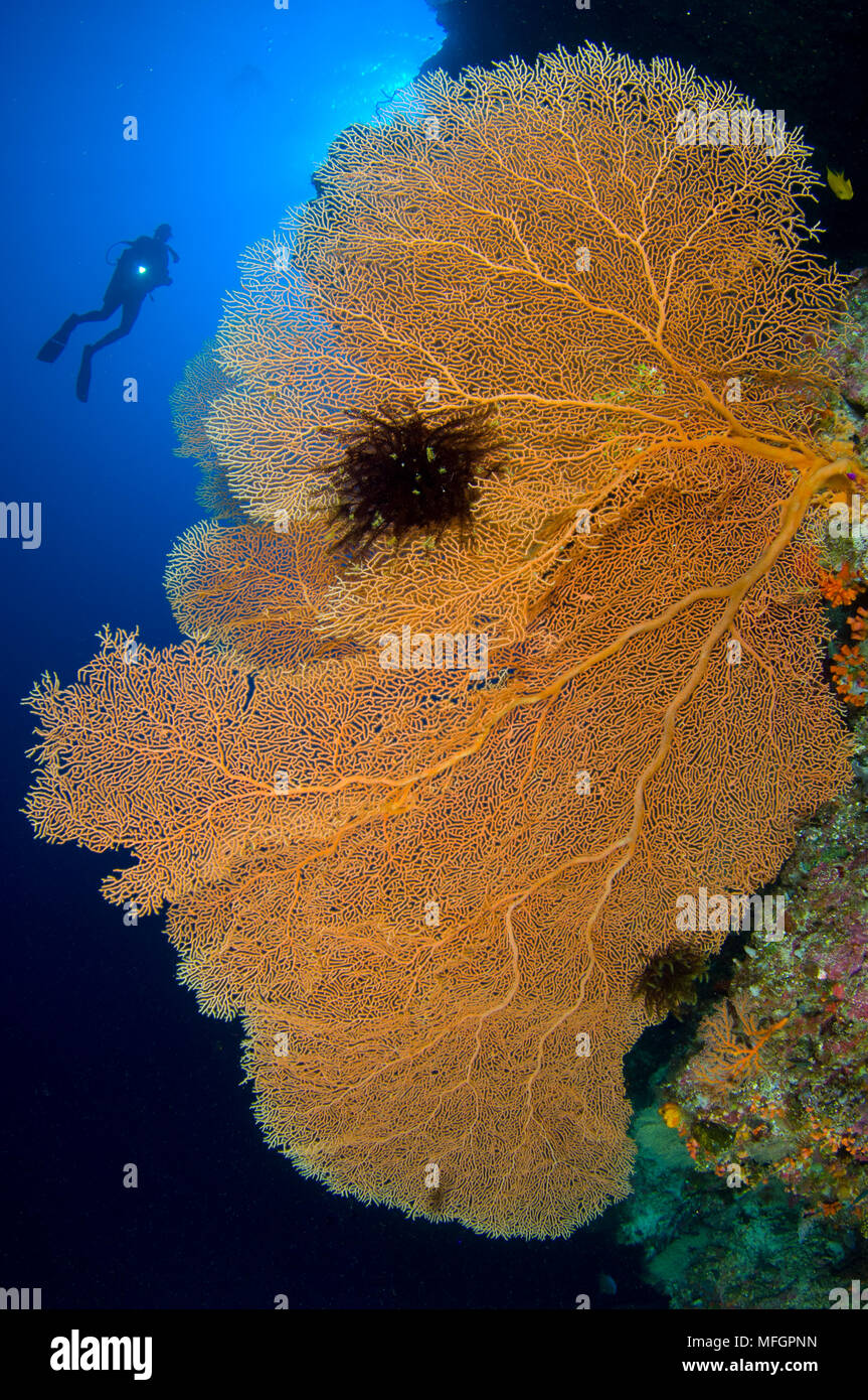 A diver looks on at large gorgonian sea fans (Subergorgia sp.), Solomon ...