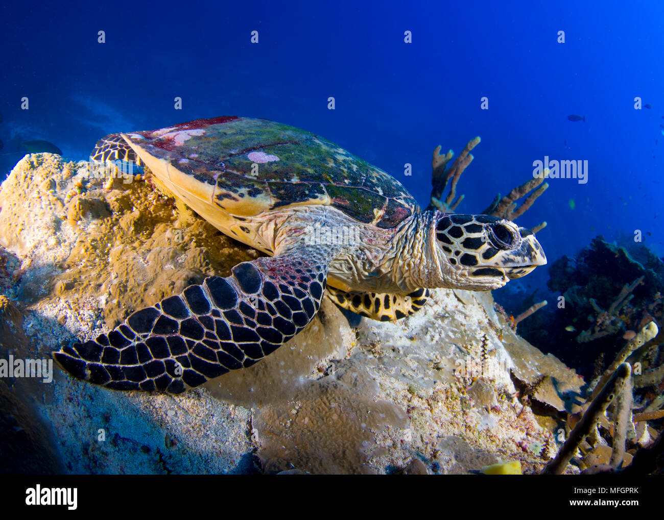 Hawksbill turtle: Eretmochelys imbricata, resting on a reef outcrop ...