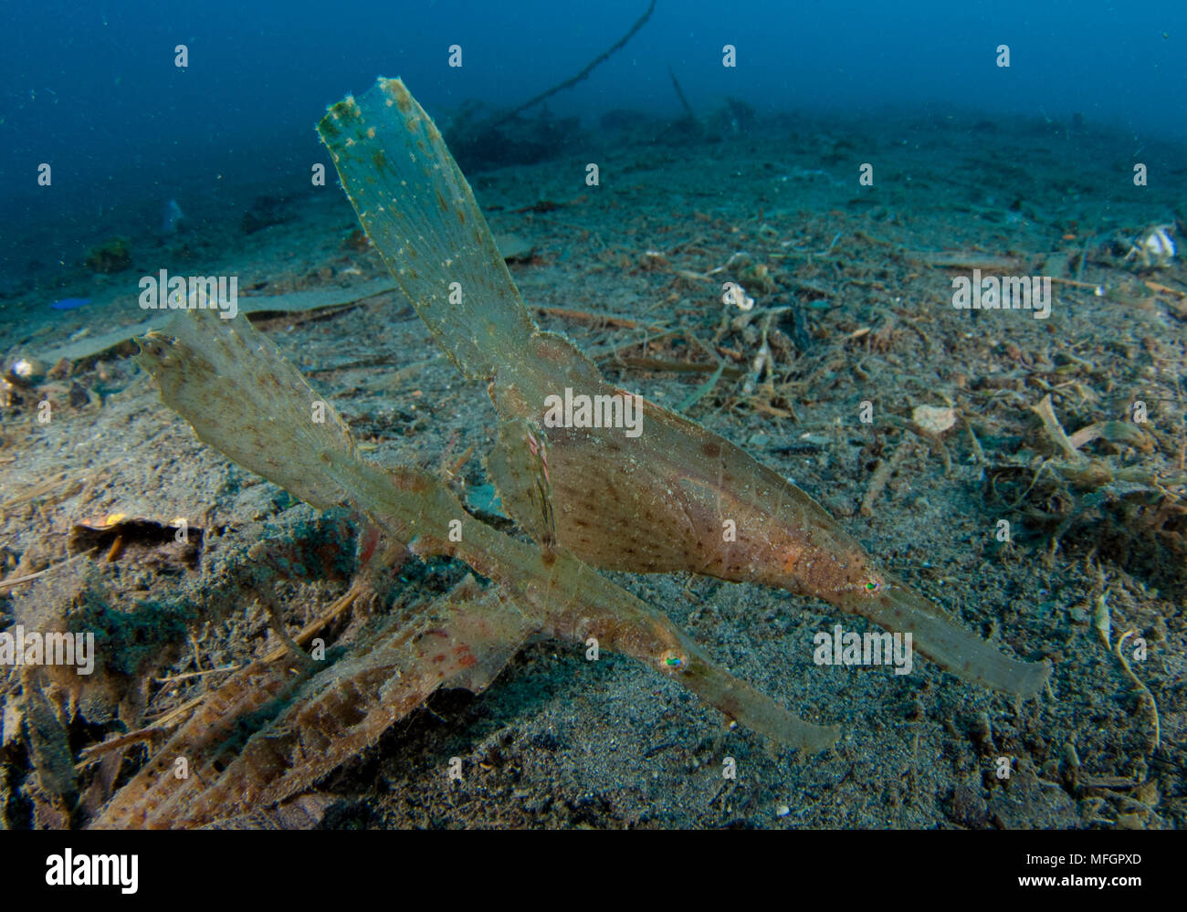 Robust ghost pipefishes hi-res stock photography and images - Alamy