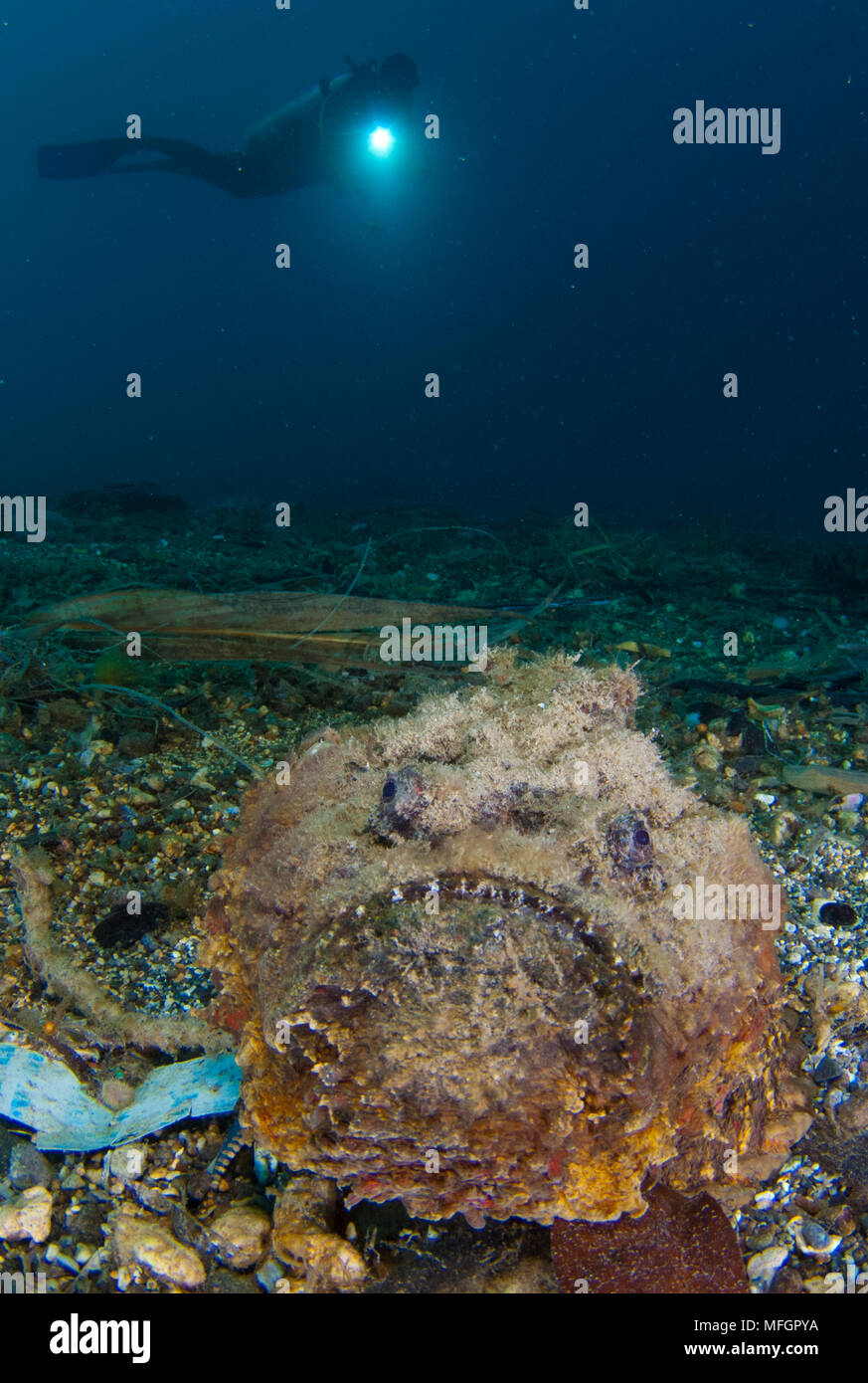 A diver looks on at a giant stonefish: Synanceia verrucosa, Gorontalo ...