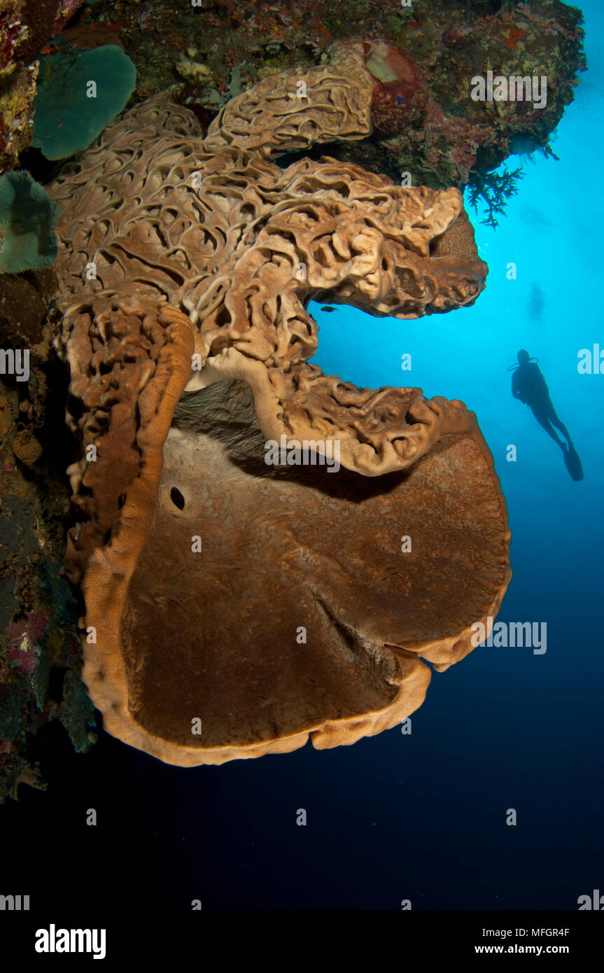 A diver looks on at the Salvador Dali sponge (Petrosia lignosa) which ...