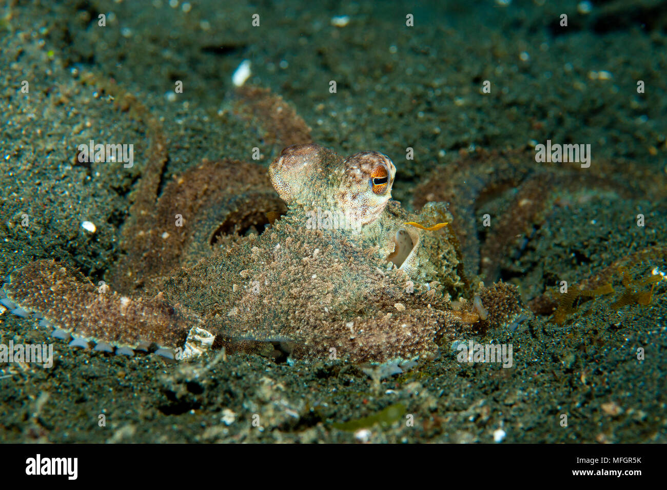 The day octopus (Octopus cyanea) on volcanic sand, Lembeh Strait ...