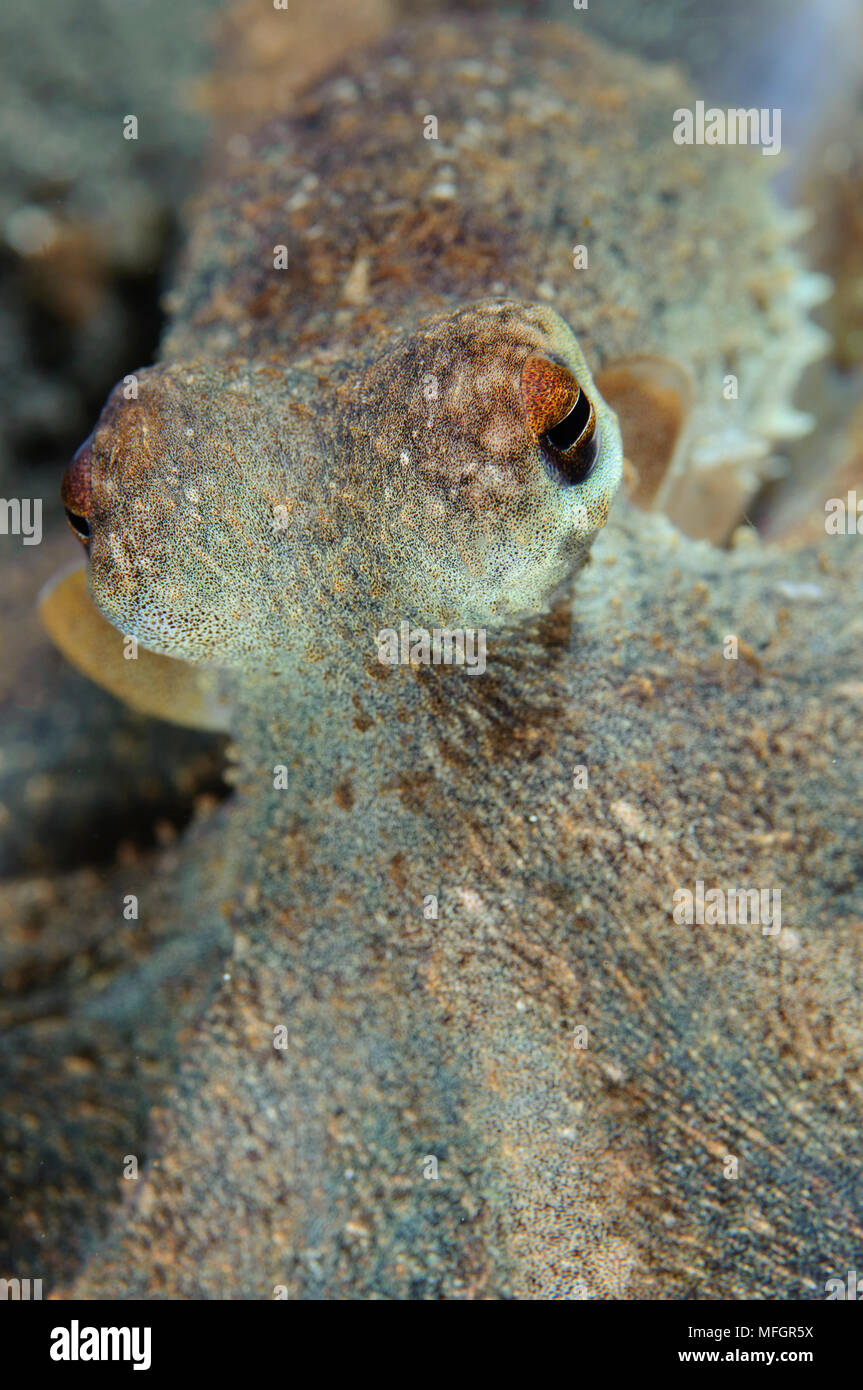 The day octopus (Octopus cyanea) on volcanic sand, Lembeh Strait ...