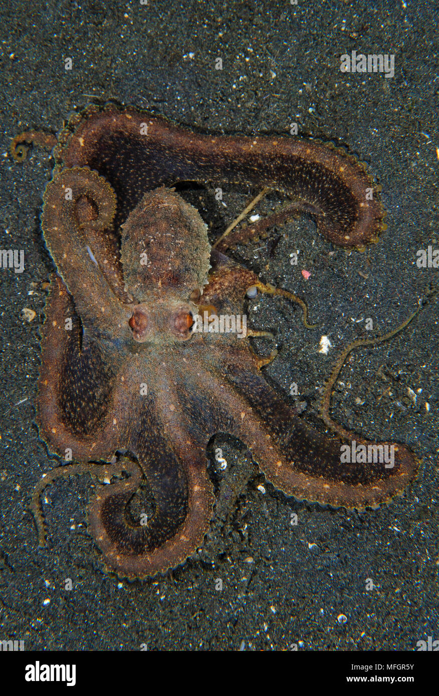 Cyanes octopus hi-res stock photography and images - Alamy