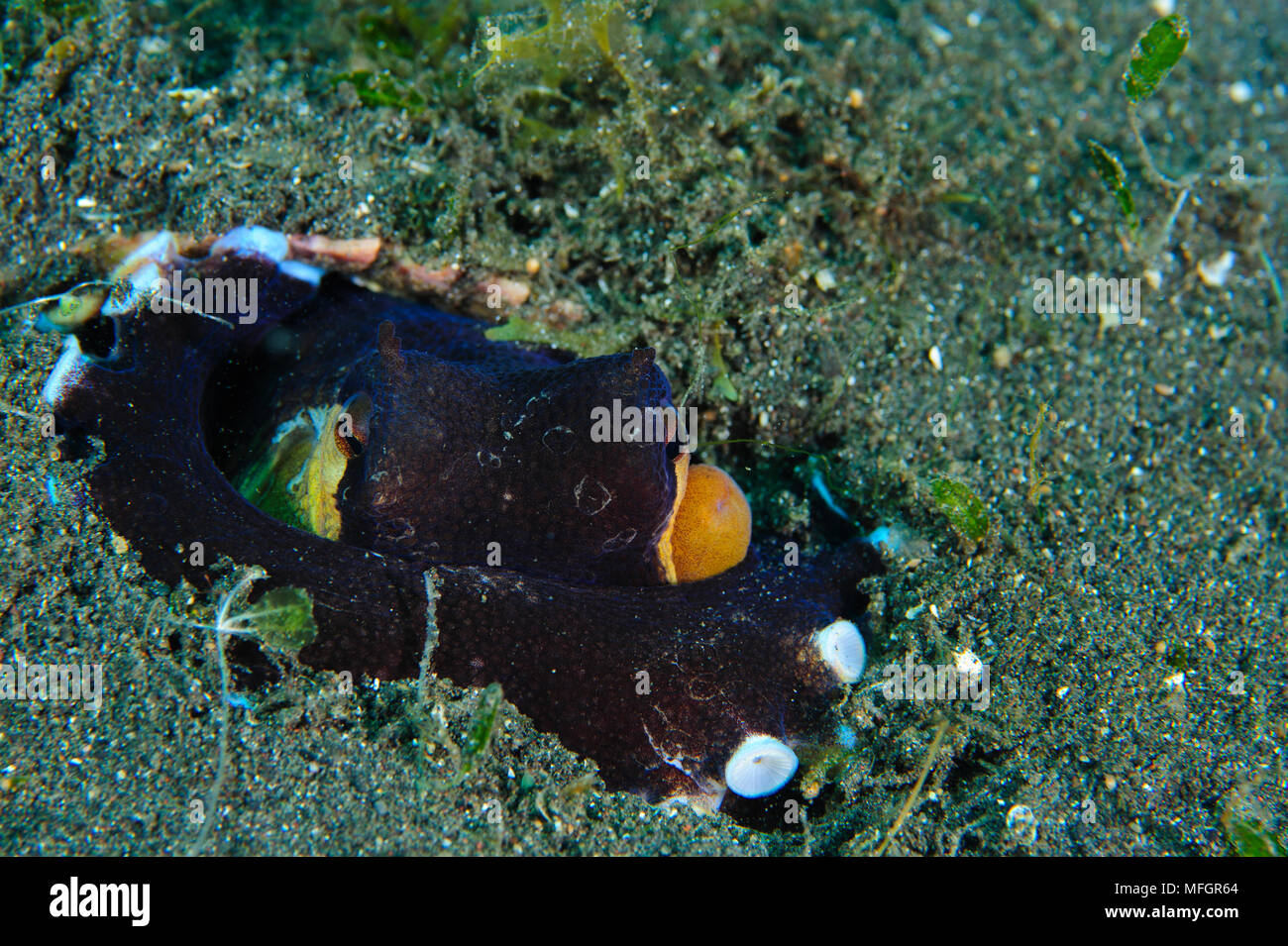 A Coconut Octopus (Amphioctopus marginatus), a species that gathers ...