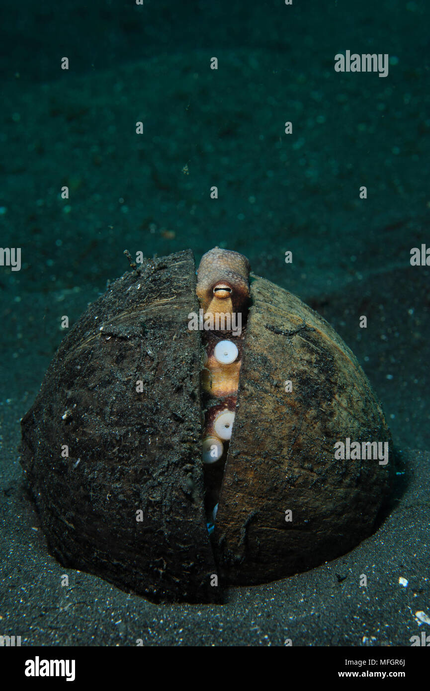 Octopus coconut shell hi-res stock photography and images - Alamy