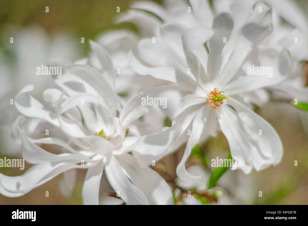 Delicate magnolia flowers hi-res stock photography and images - Alamy