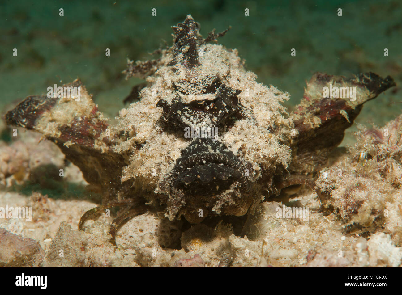 Pearl Farm Underwater High Resolution Stock Photography and Images - Alamy