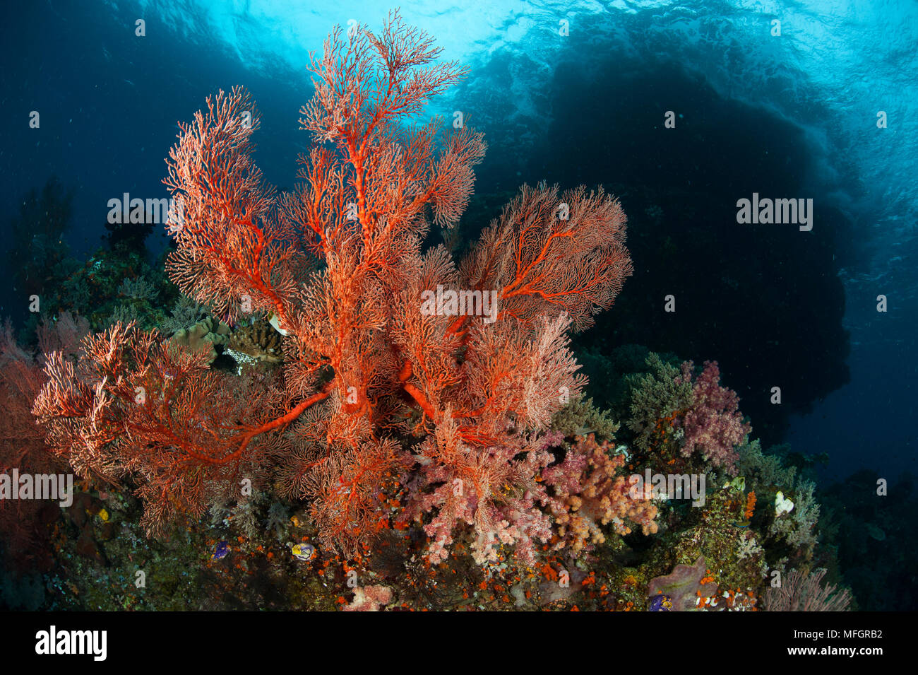 Gorgonians hi-res stock photography and images - Alamy