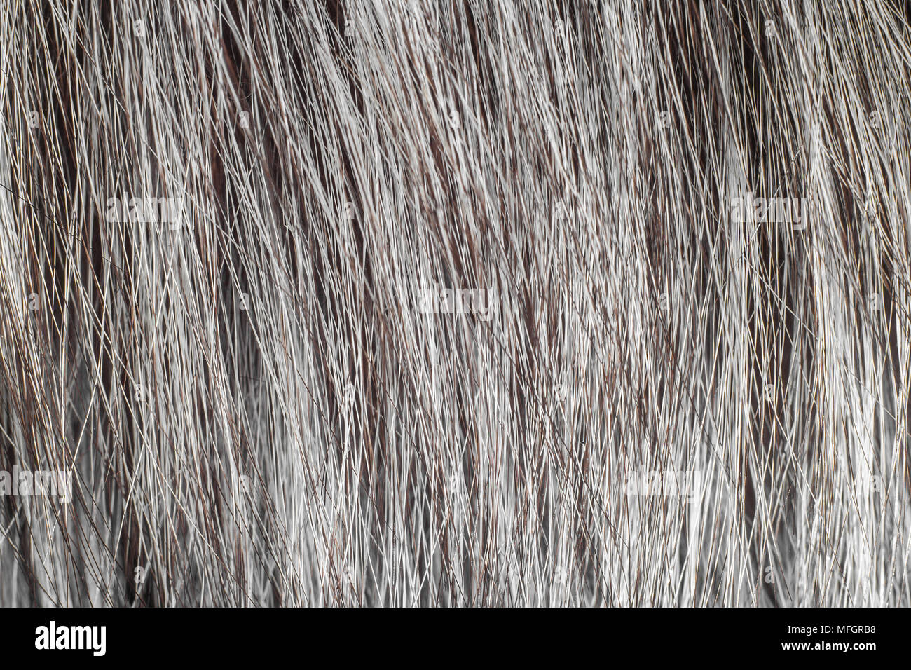 Silver natural Animal fur texture background macro Stock Photo - Alamy