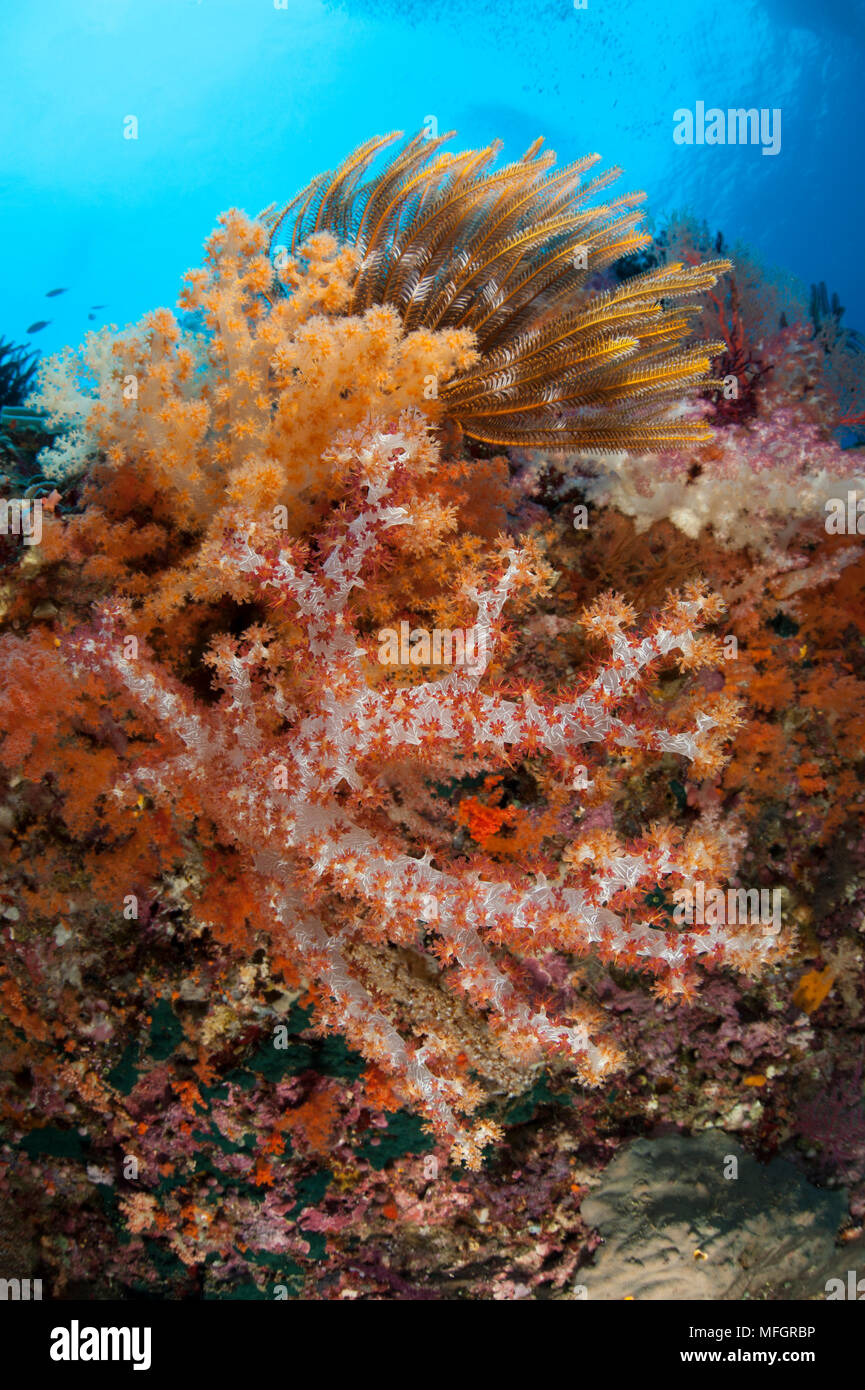 Colourful soft corals (Dendronephthya sp.) adorn the stunning reefs of ...