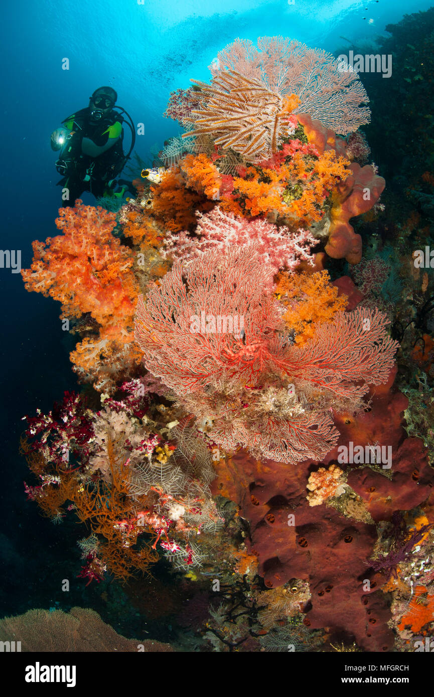 A diver approaches colourful soft corals (Dendronephthya sp.) and sea ...