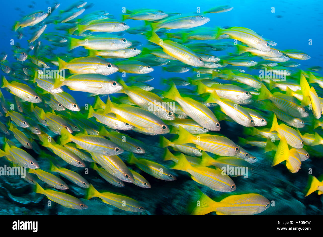 Schooling brownstripe snapper (Lutjanus vitta), Raja Ampat, West Papua ...