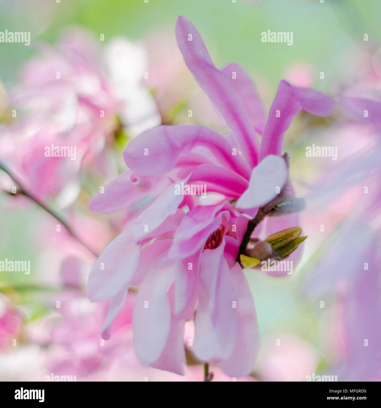 Delicate magnolia flowers hi-res stock photography and images - Alamy