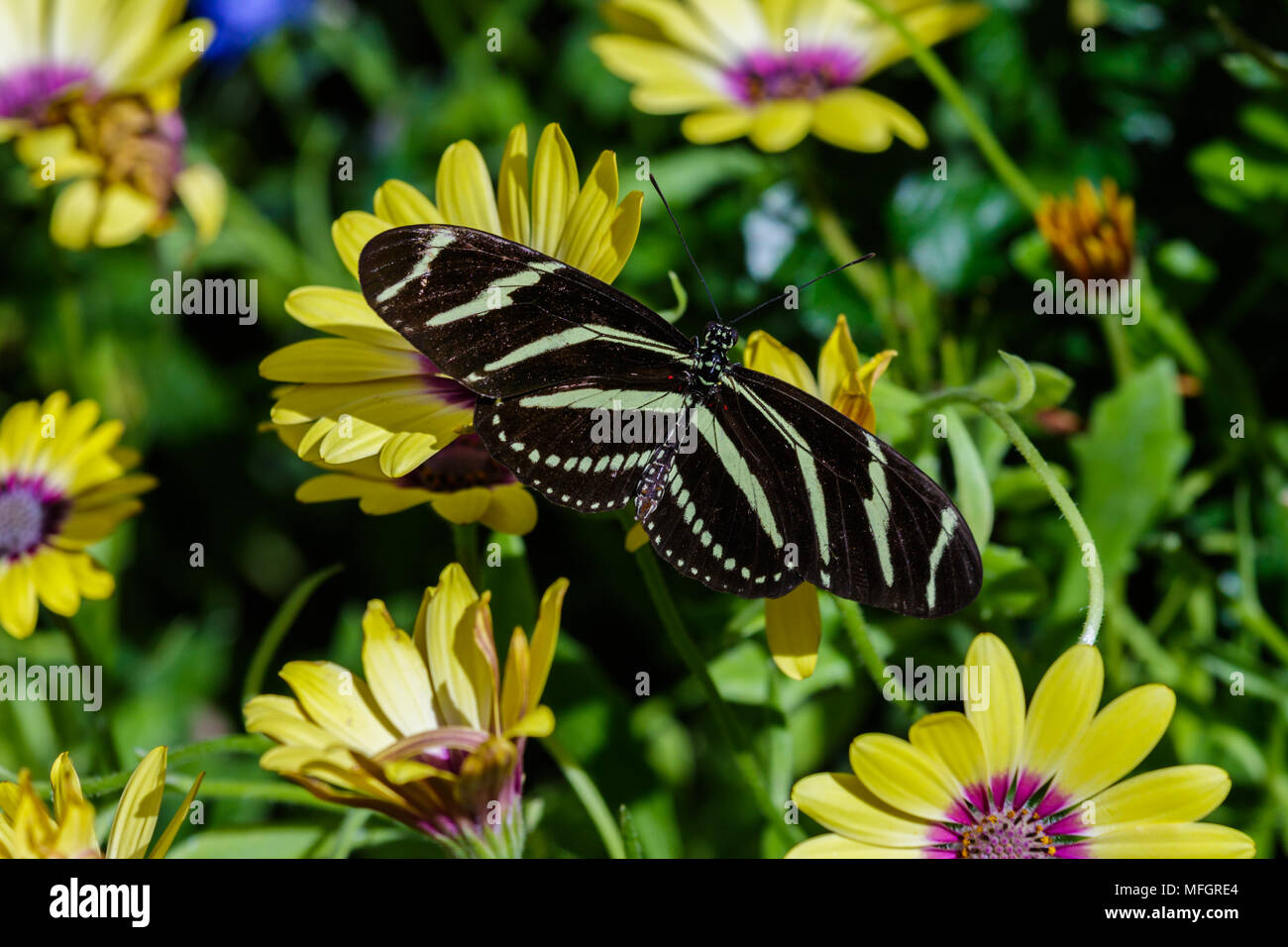 Sonoran Desert Moths