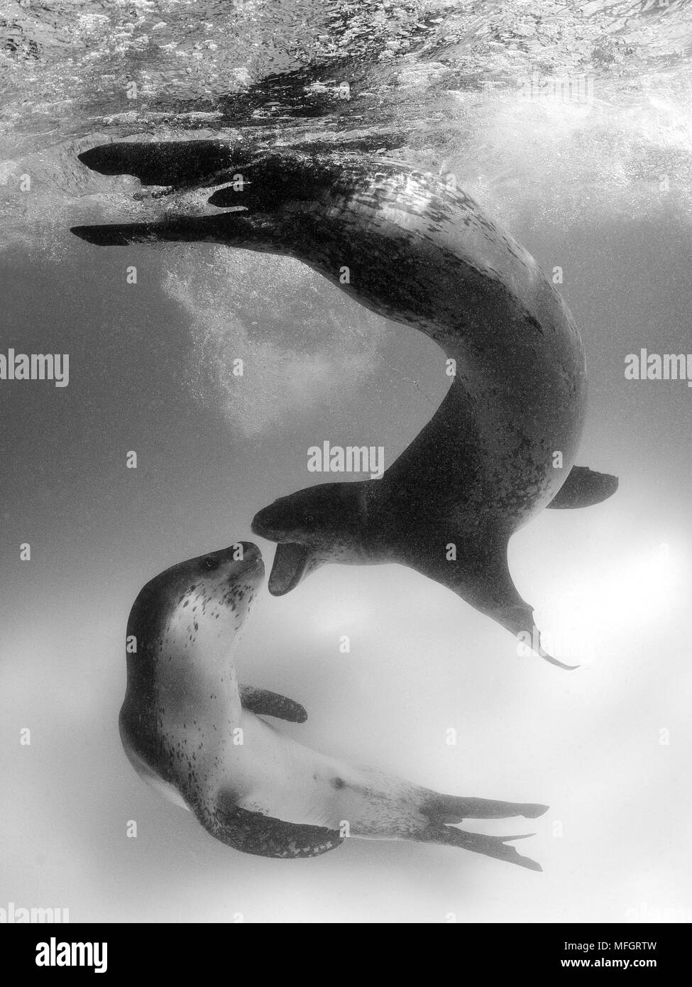 Antarctica seals Black and White Stock Photos & Images - Alamy