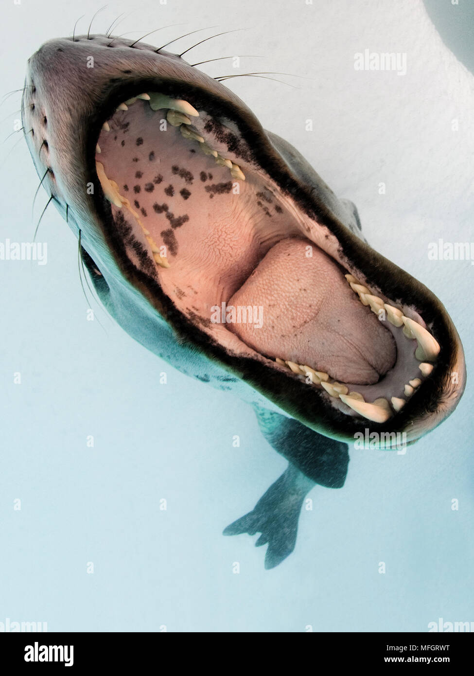 Leopard seal underwater teeth hi-res stock photography and images - Alamy
