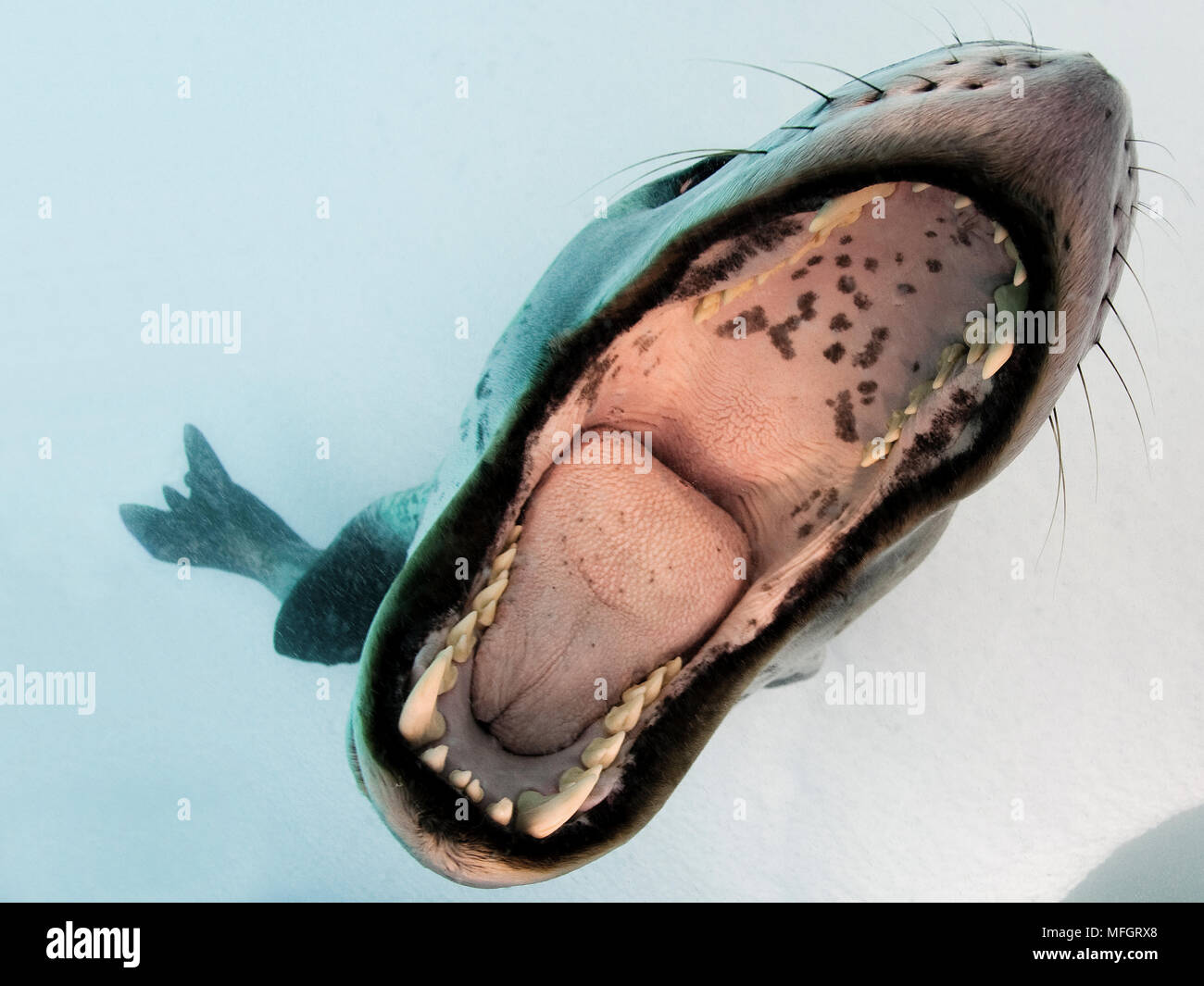 Leopard seal teeth hi-res stock photography and images - Alamy
