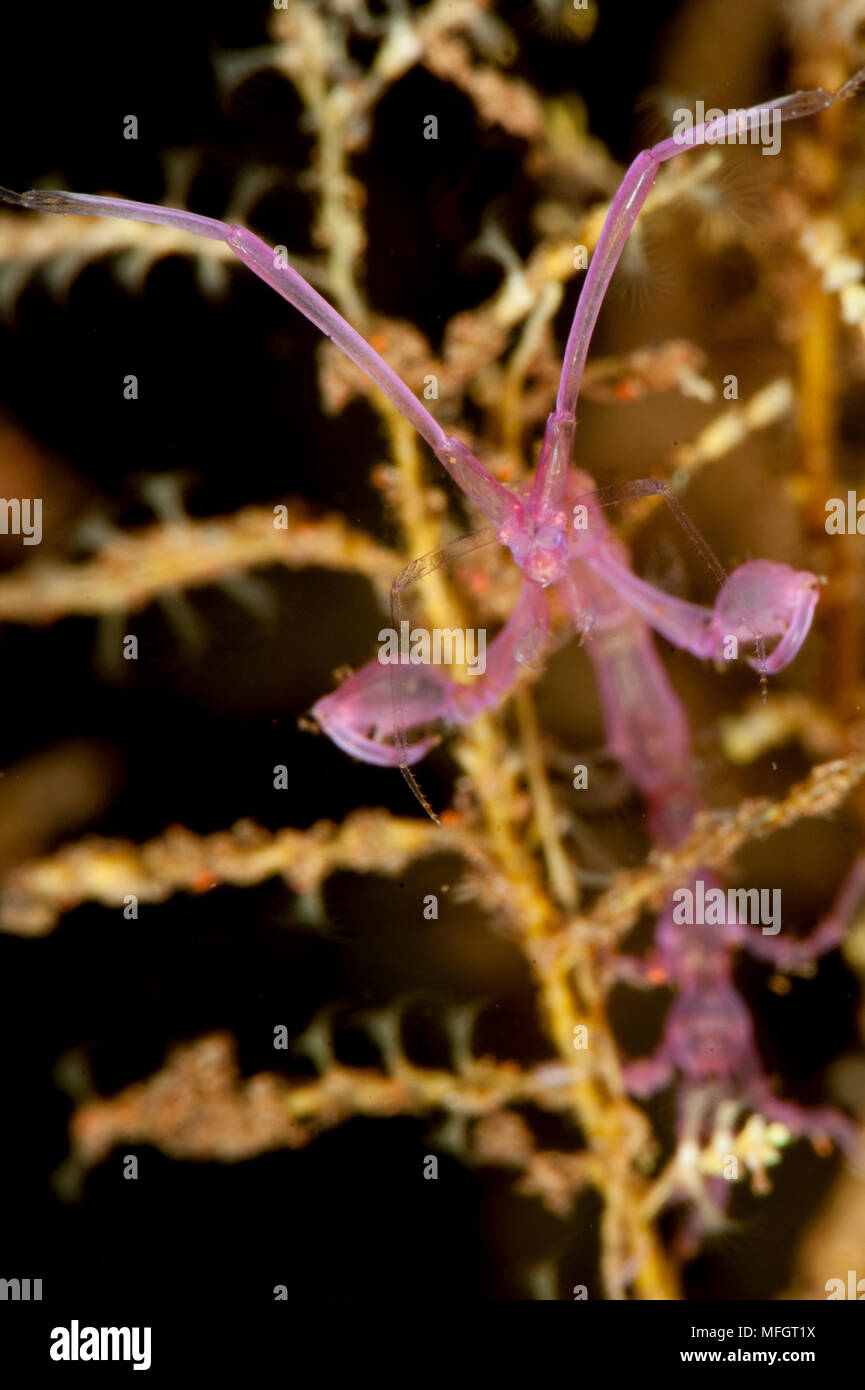 Caprella hi-res stock photography and images - Alamy