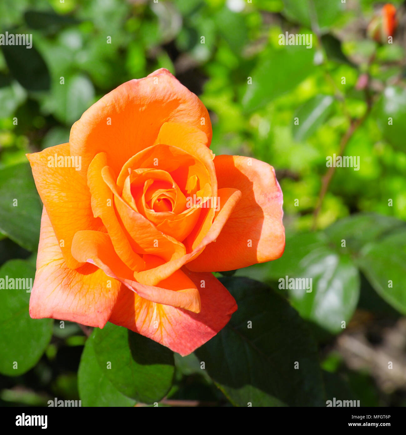 rose flower on garden background Stock Photo - Alamy