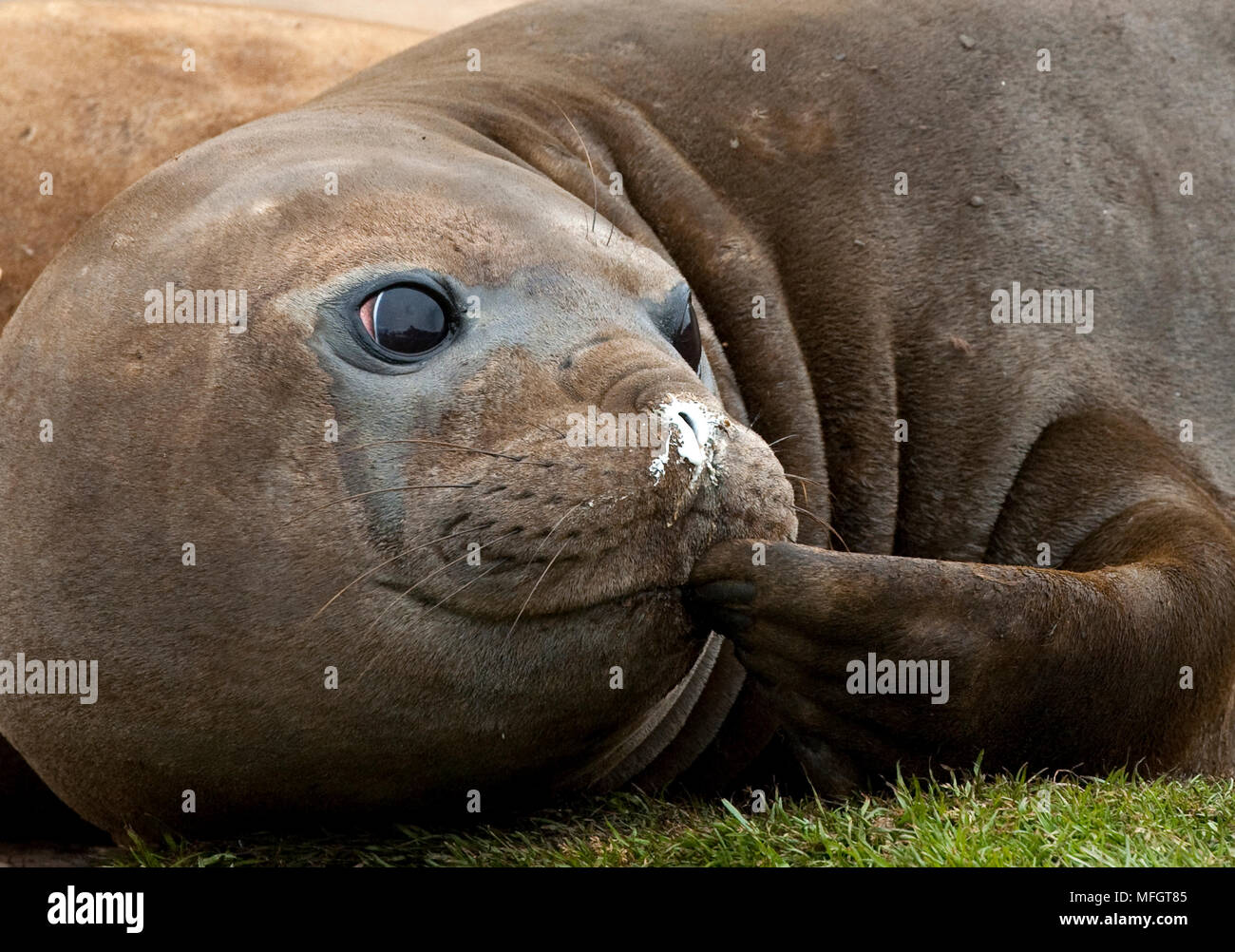 Southern elephant seal (Mirounga leonina), scratching its face ...