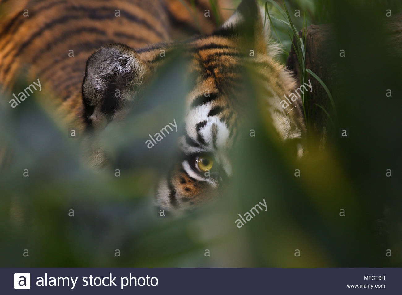 Tiger Stalking Prey Stock Photos & Tiger Stalking Prey Stock Images - Alamy