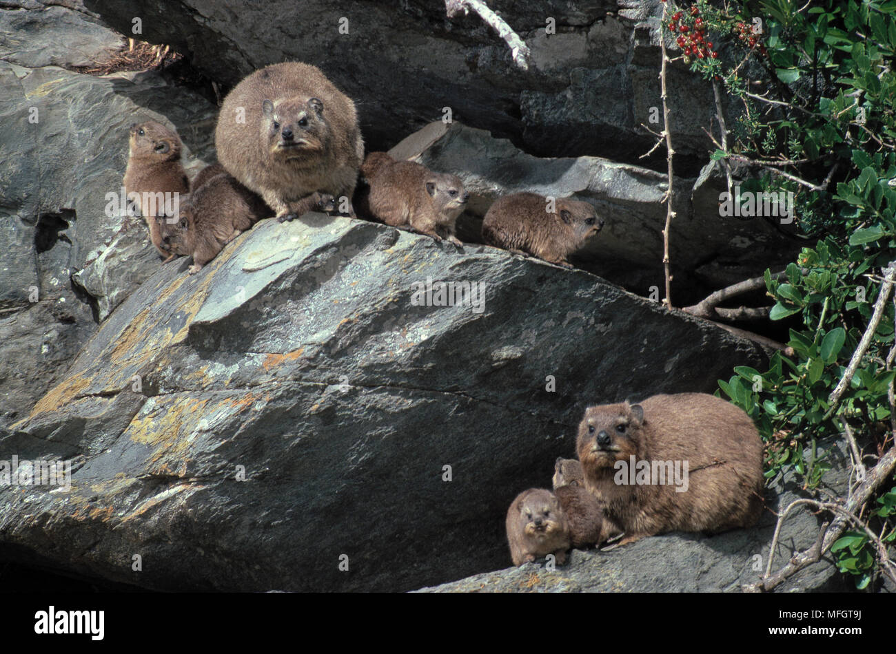 CAPE HYRAX or DASSIE group Procavia capensis Tsitsikamma, Cape Province ...
