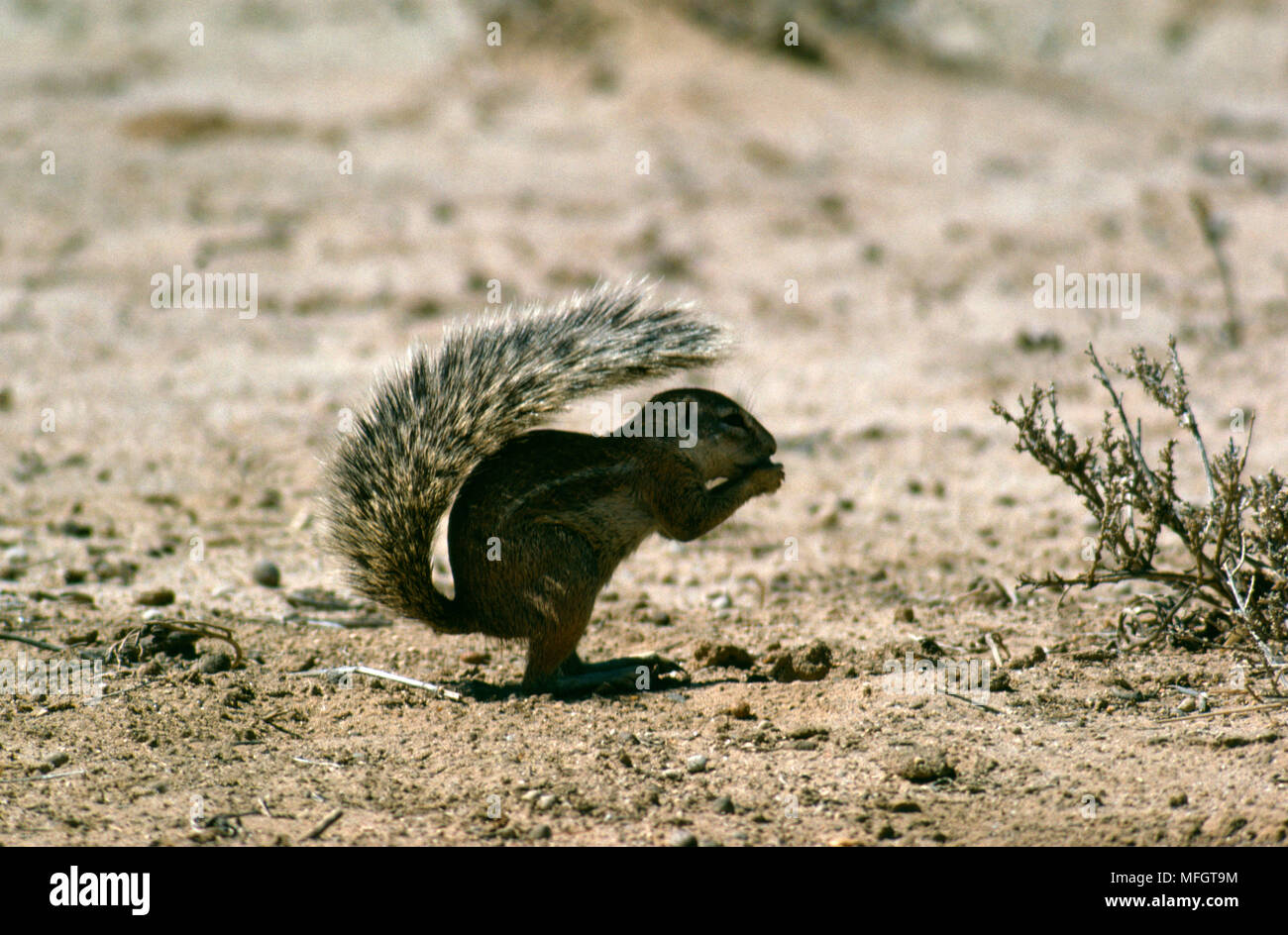 CAPE GROUND SQUIRREL Xerus inauris using tail as sunshade or for ...