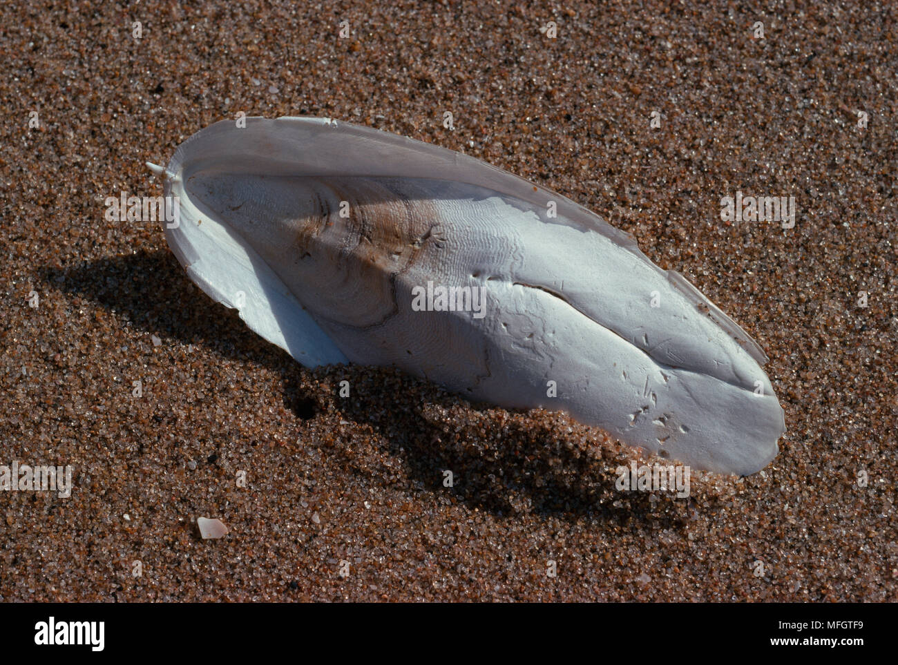 Cuttlefish internal shell hi-res stock photography and images - Alamy