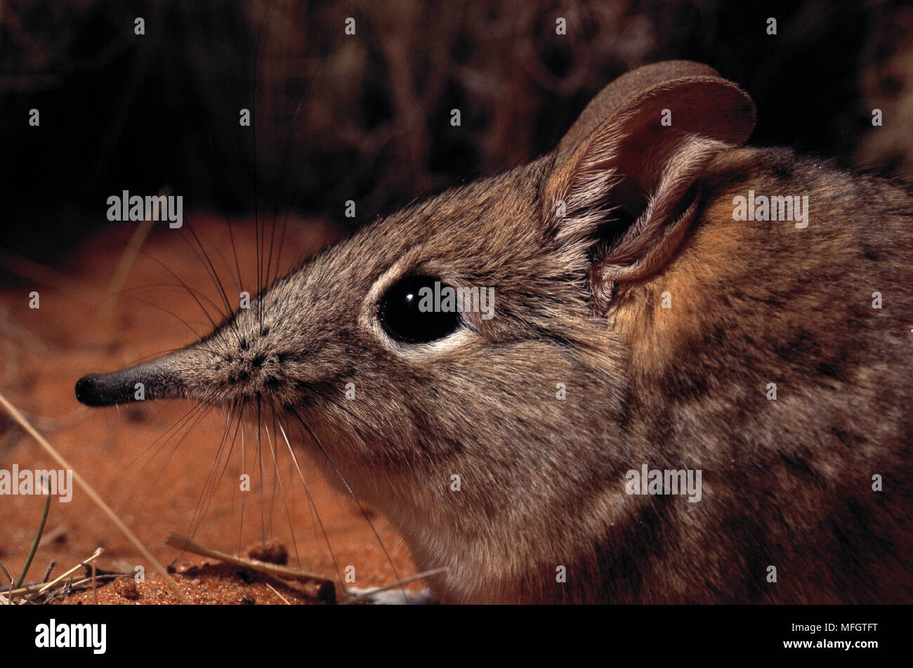 ELEPHANT SHREW Macroscelides proboscideus South Africa Stock Photo - Alamy