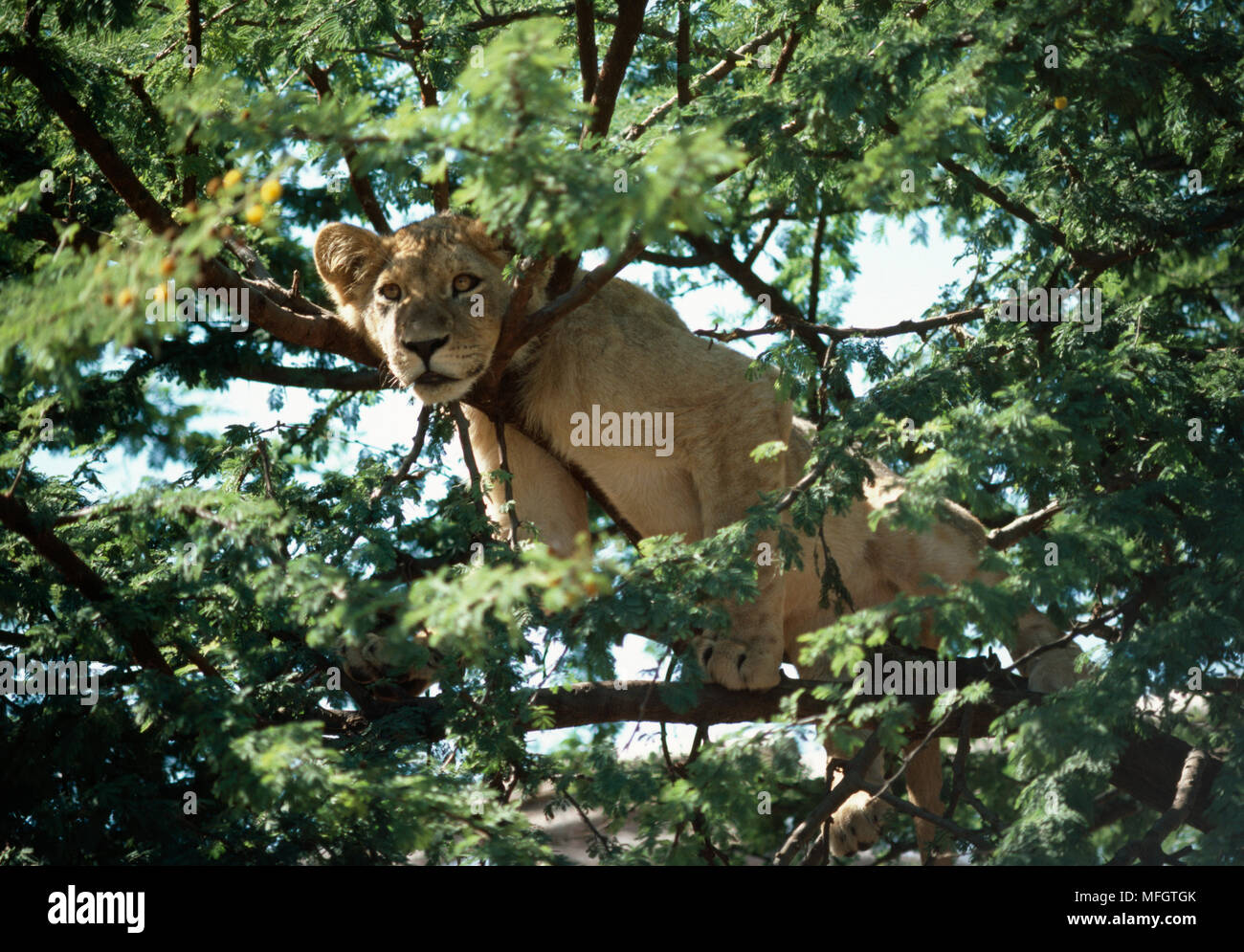 AFRICAN LION Panthera leo looking from tree canopy Stock Photo - Alamy