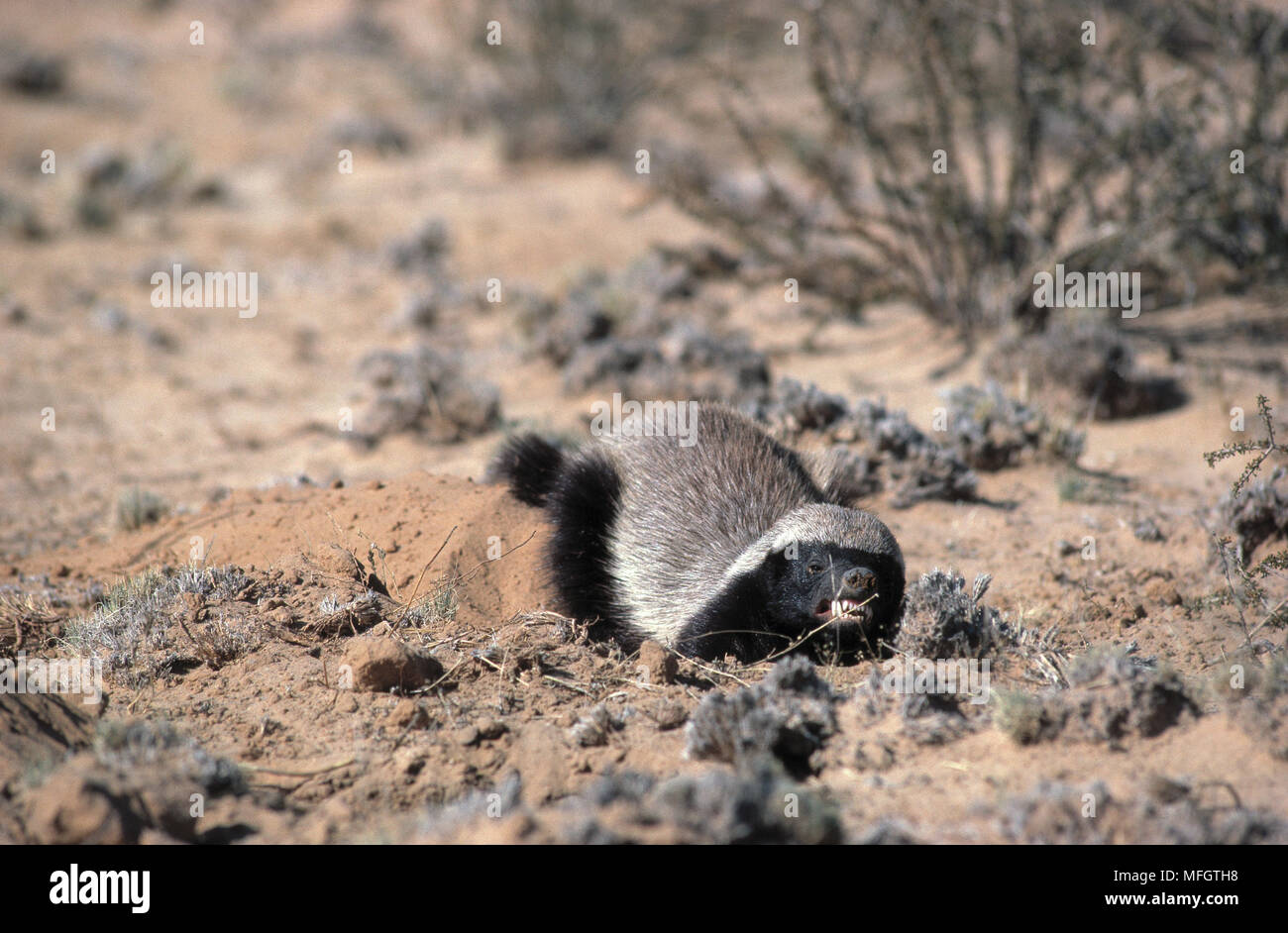 Honey badger digging hi-res stock photography and images - Alamy