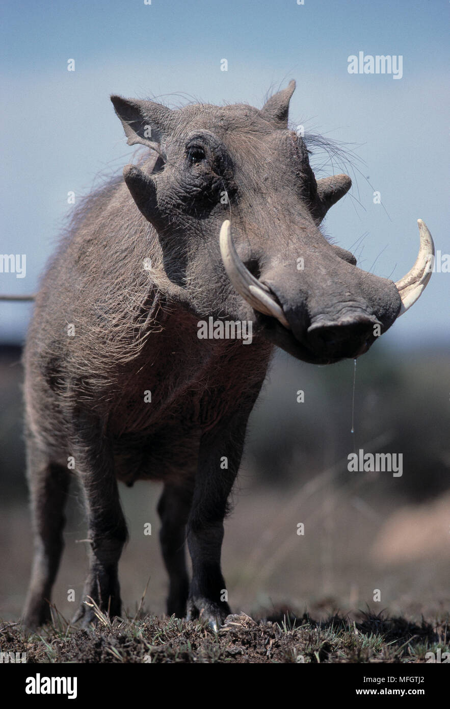 Warthogs are omnivores hi-res stock photography and images - Alamy