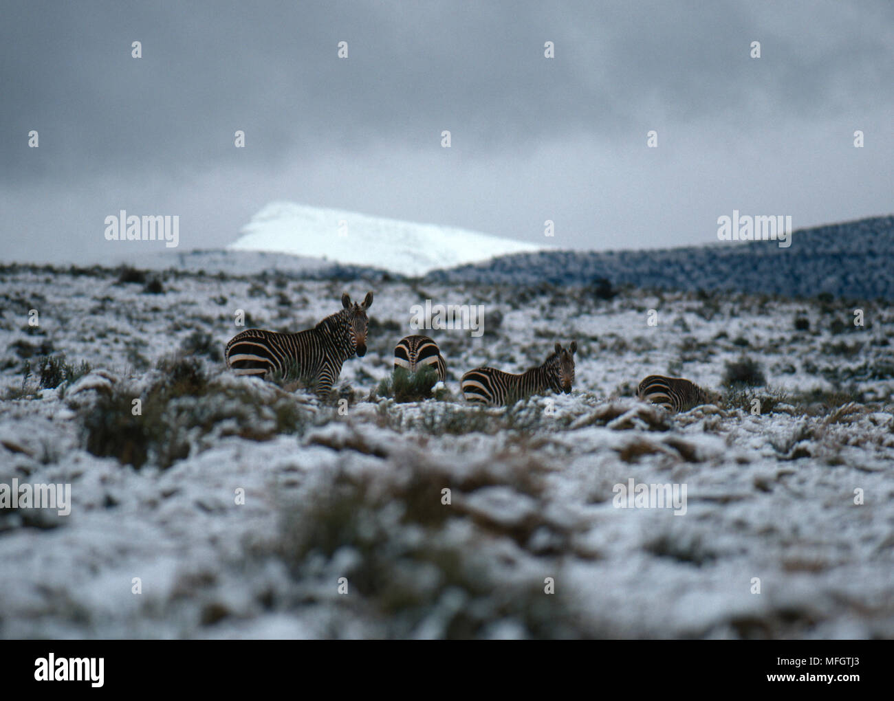 CAPE MOUNTAIN ZEBRA grazing Equus zebra in the snow Mountain Zebra NP ...