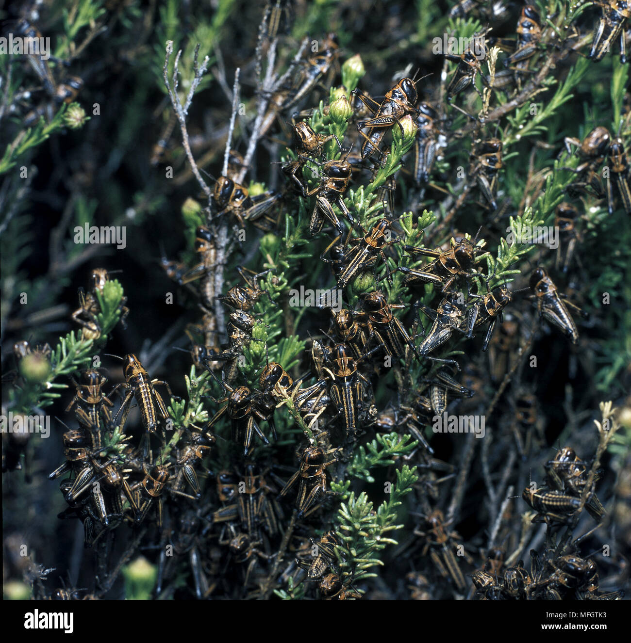 Brown locust locustana pardalina hi-res stock photography and images ...