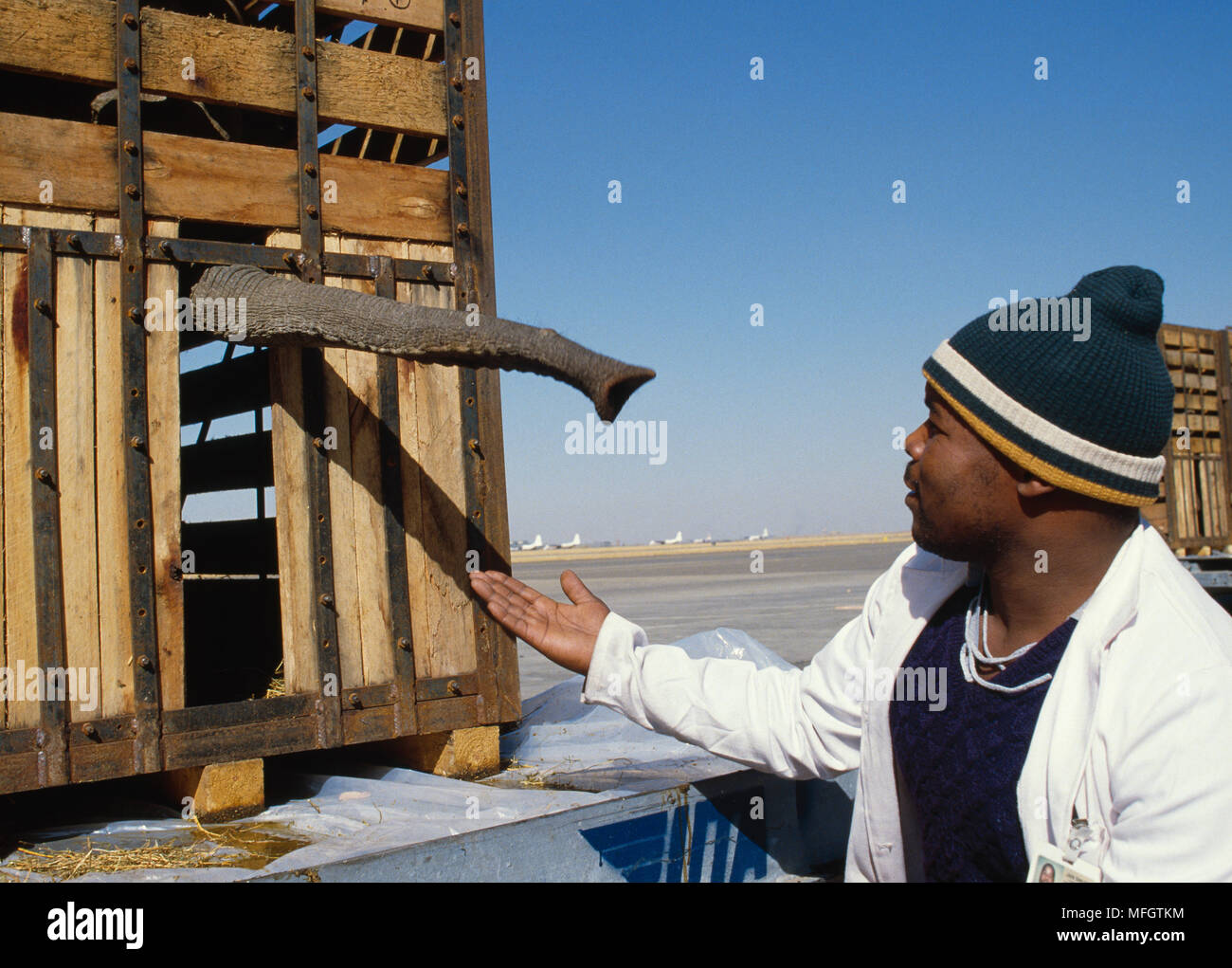 ELEPHANT young, trunk protruding Loxodonta africana from crate, from ...